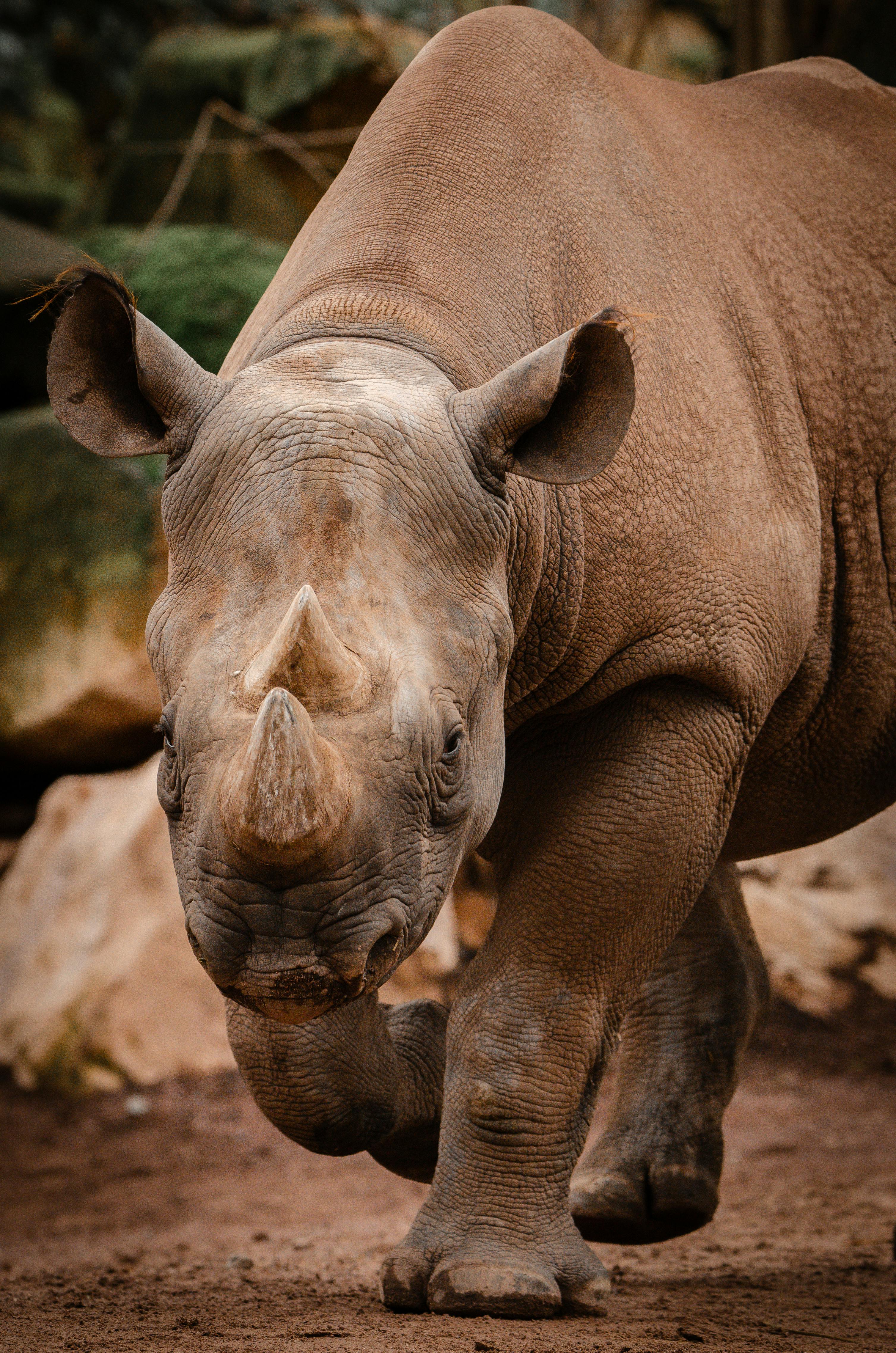 Gray Rhino in Macro Photography · Free Stock Photo