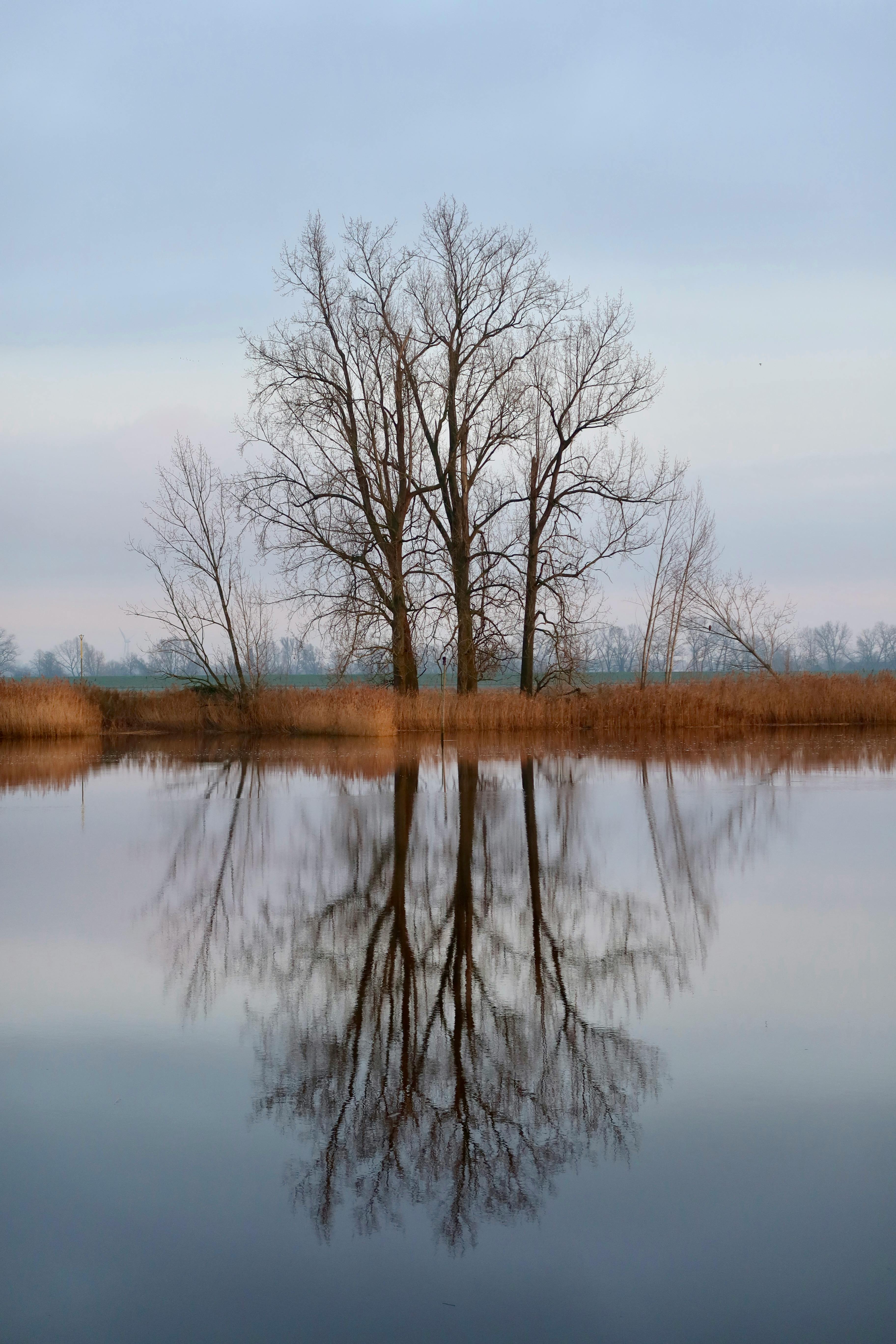Colorful trees mirroring in the lake · Free Stock Photo