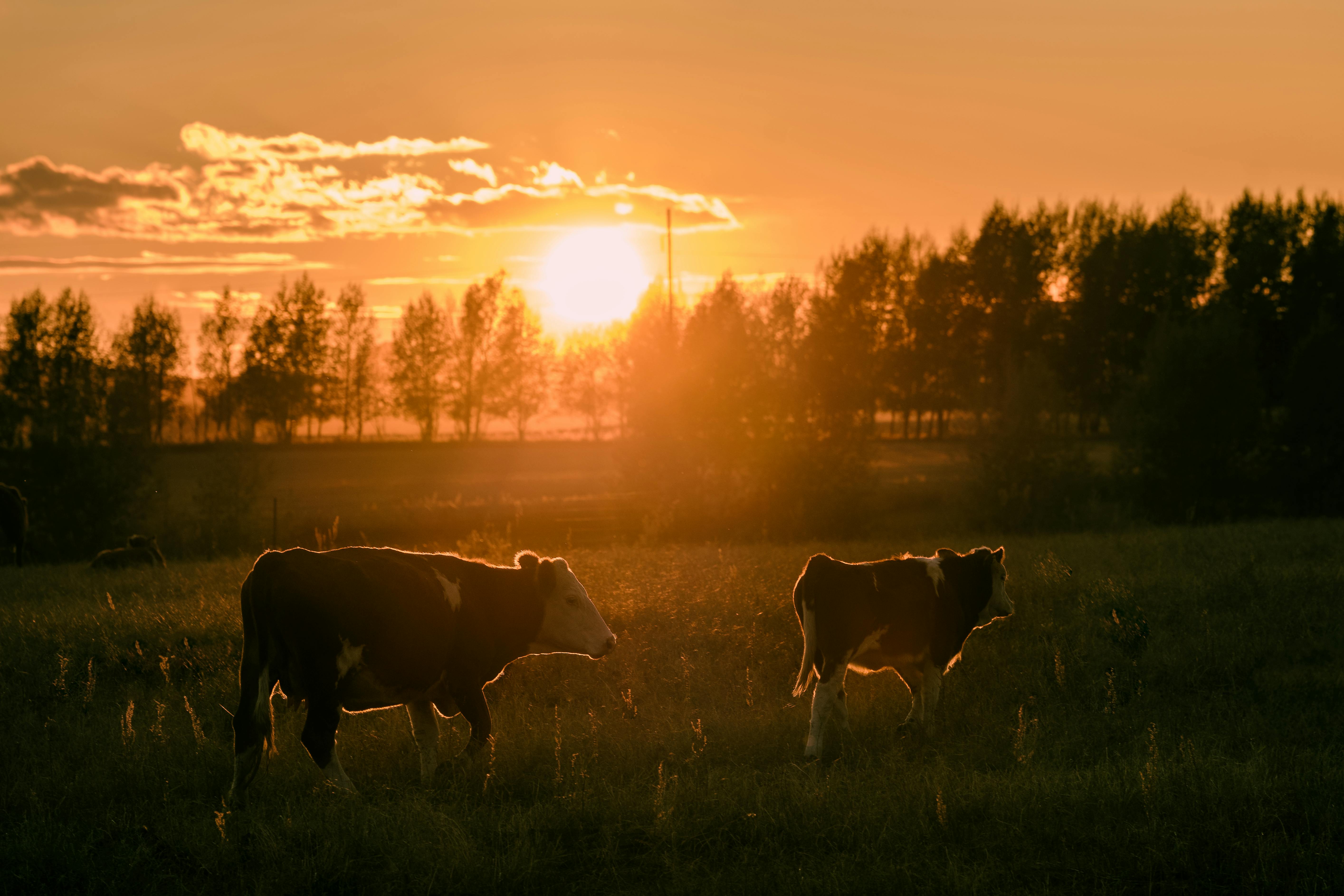 Cows on Pasture at Sunset · Free Stock Photo