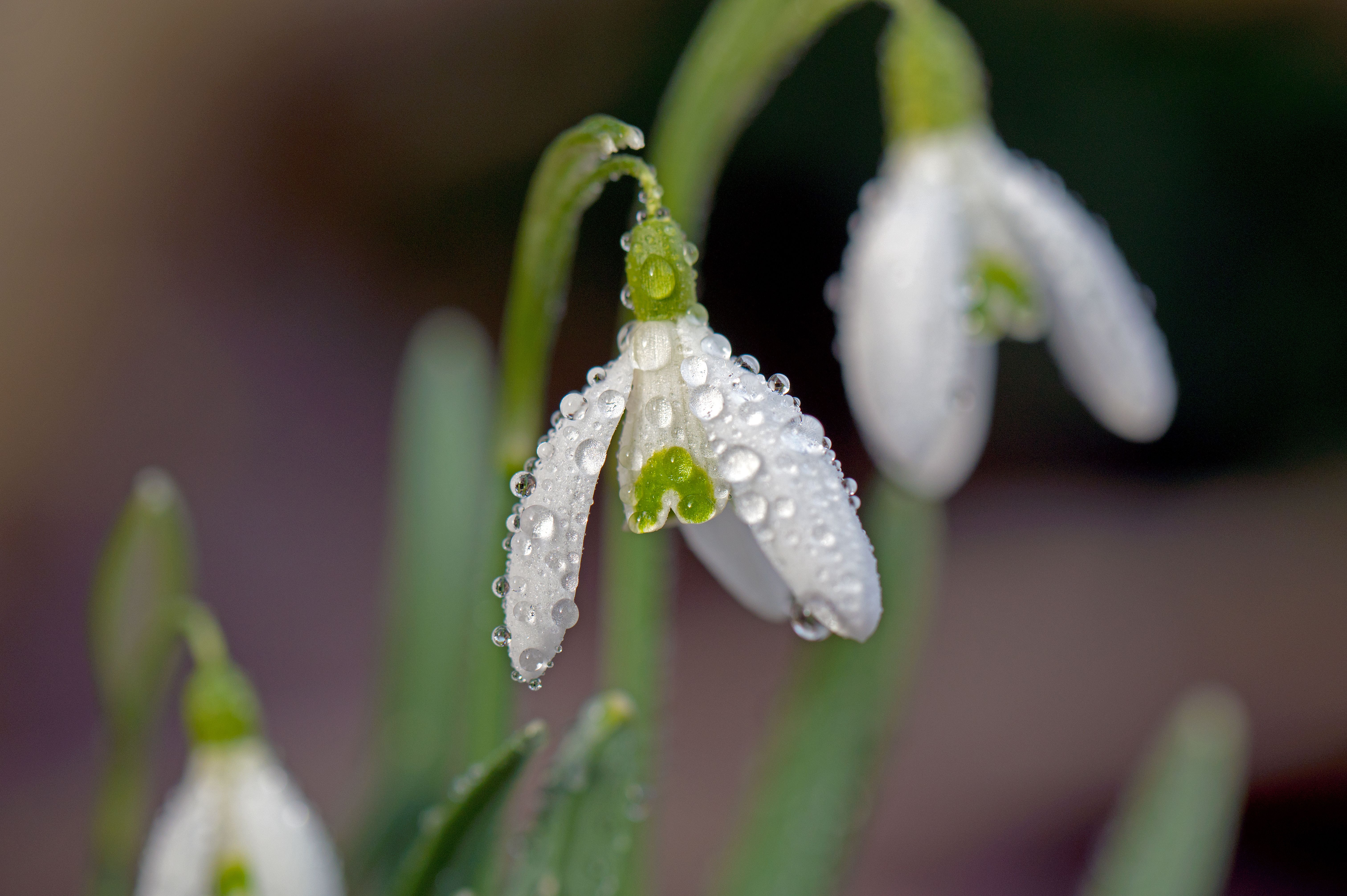 Snowdrops Covered in Raindrops · Free Stock Photo