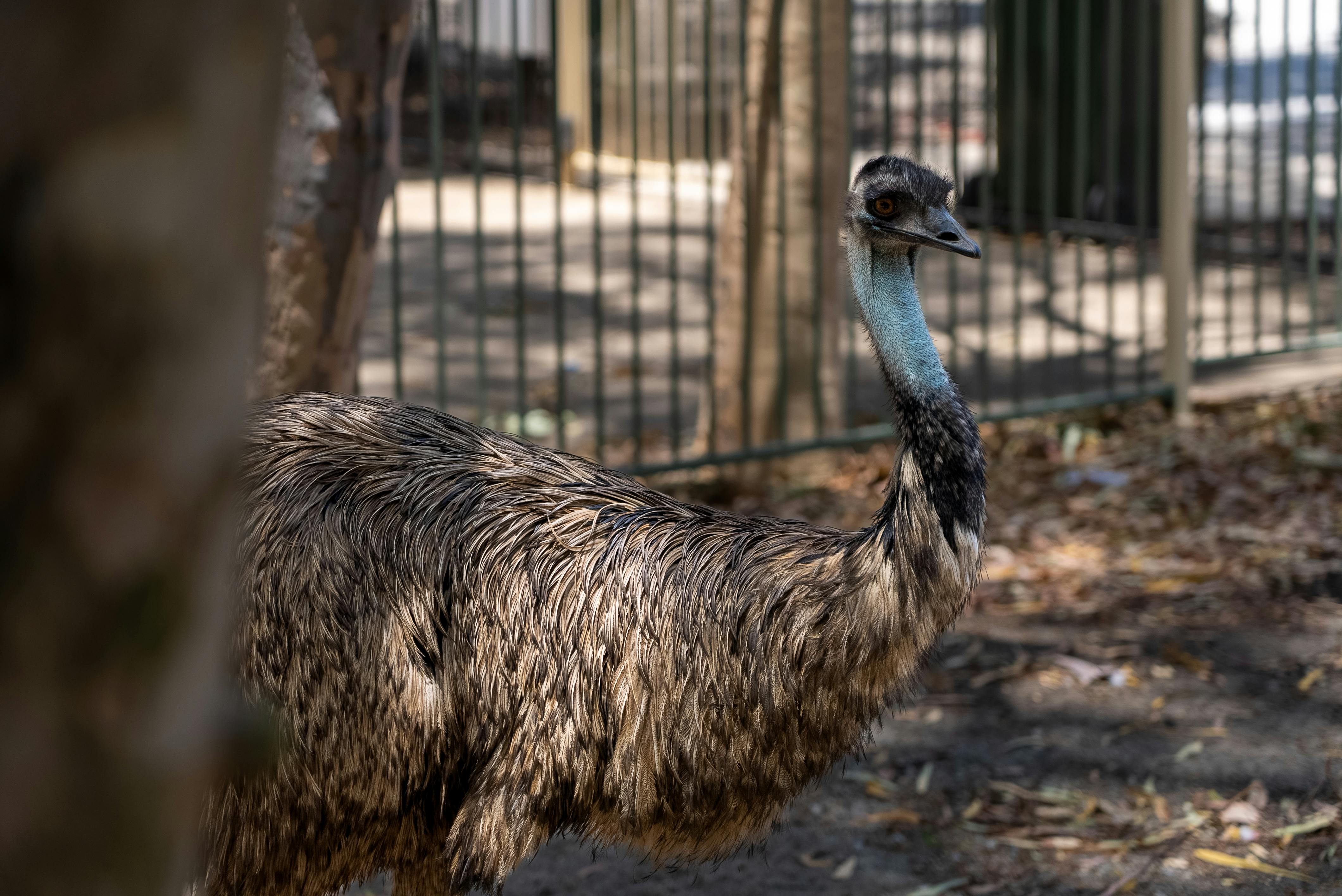 An Emu in a Zoo · Free Stock Photo