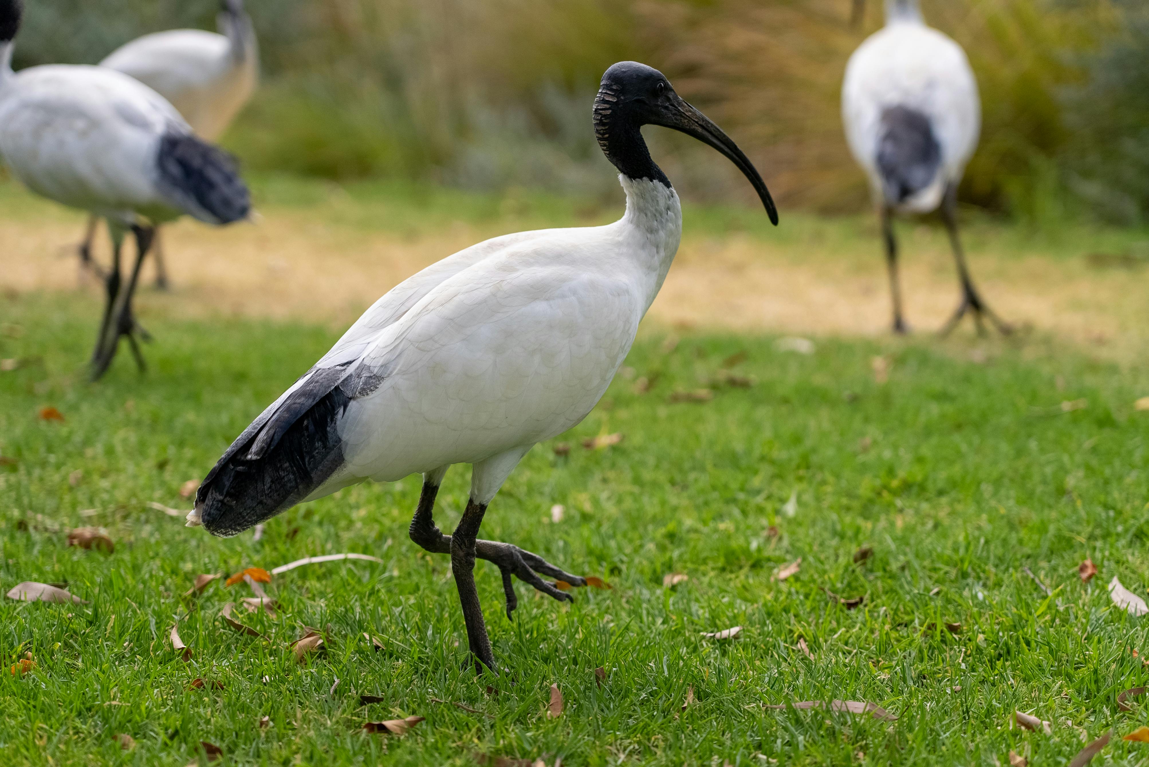 Zane Holmes - 사진