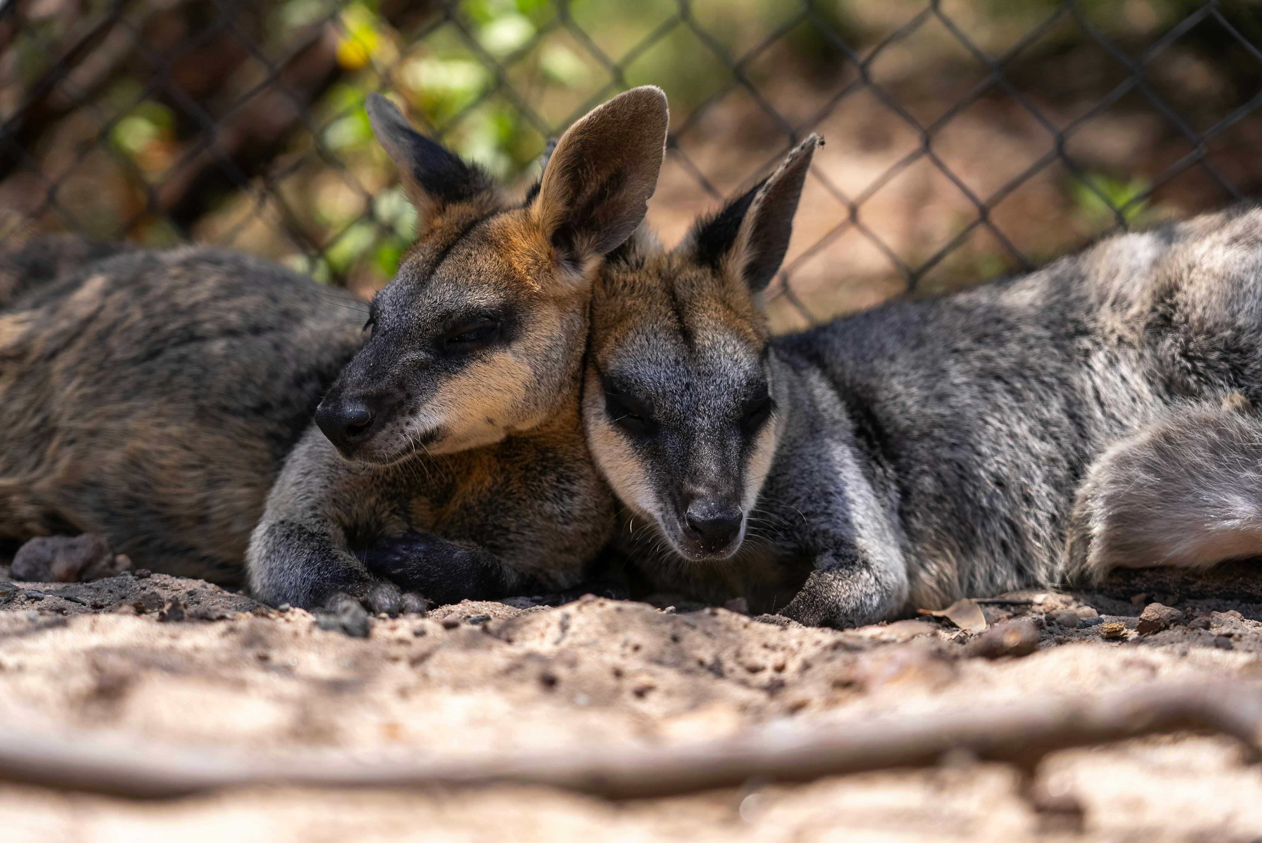 Zane Holmes - 사진