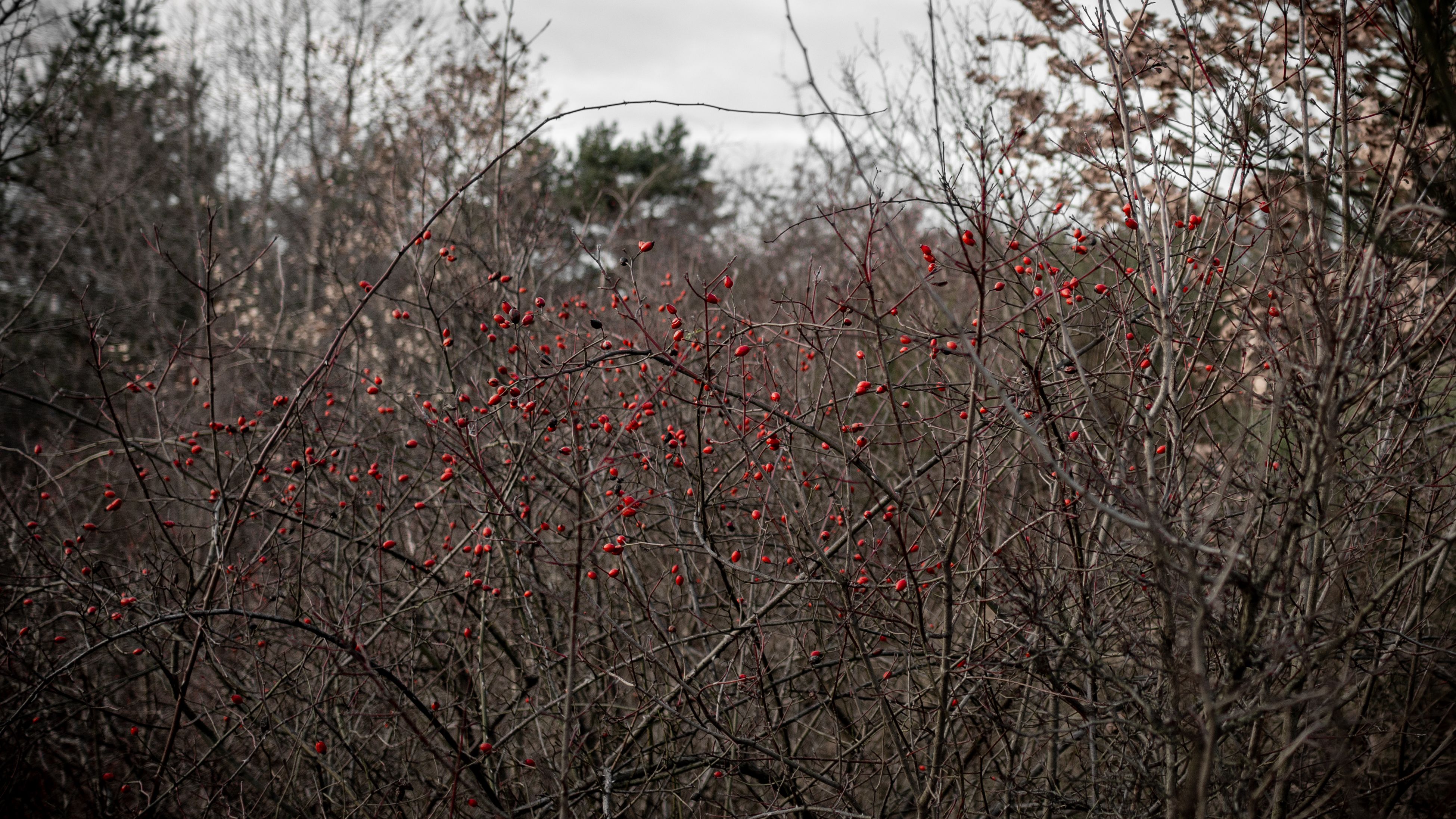 Shrubs in Autumn · Free Stock Photo