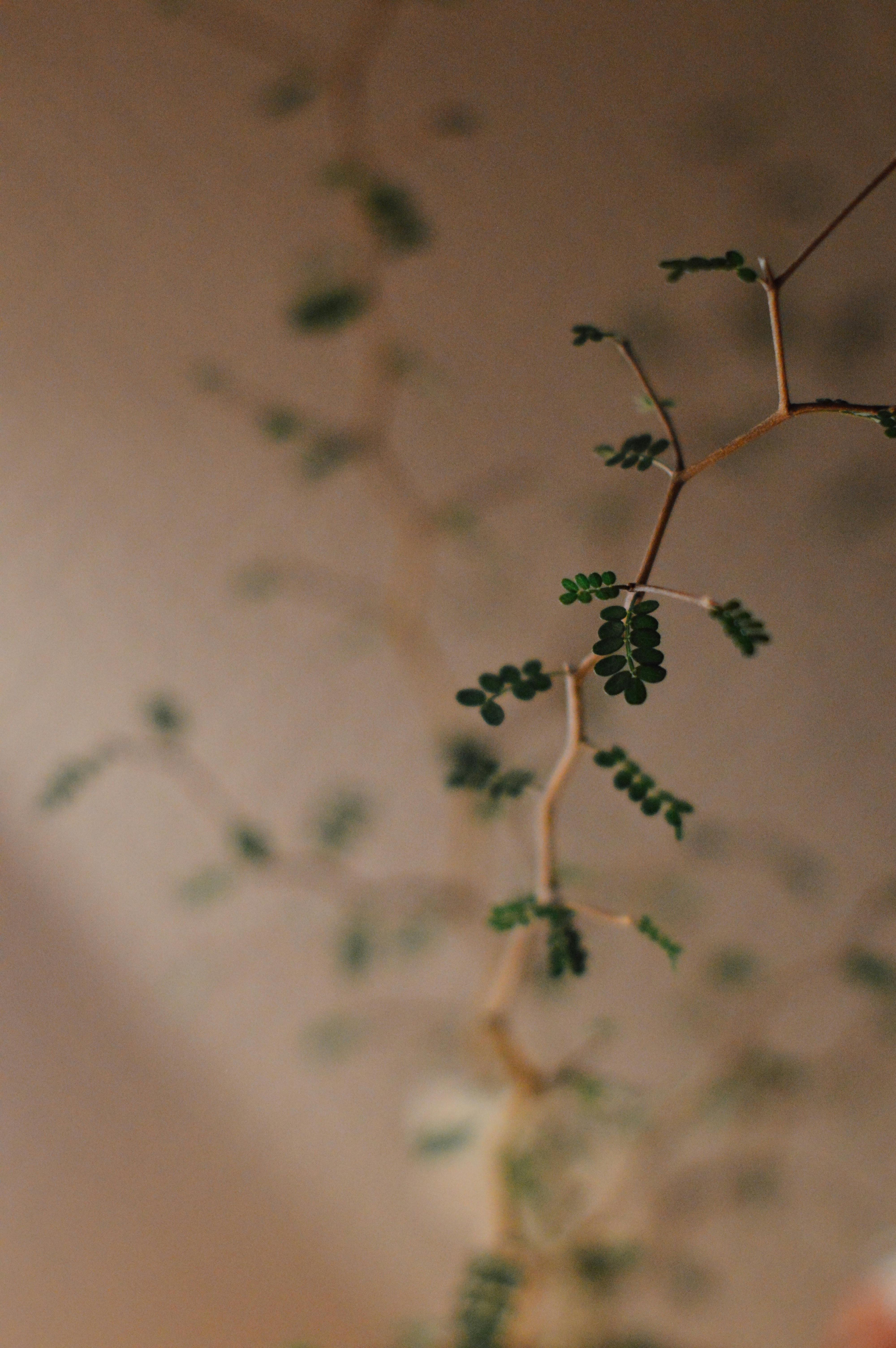 Foto profissional gratuita de ambiente calmo, ambiente gentil, beleza ...