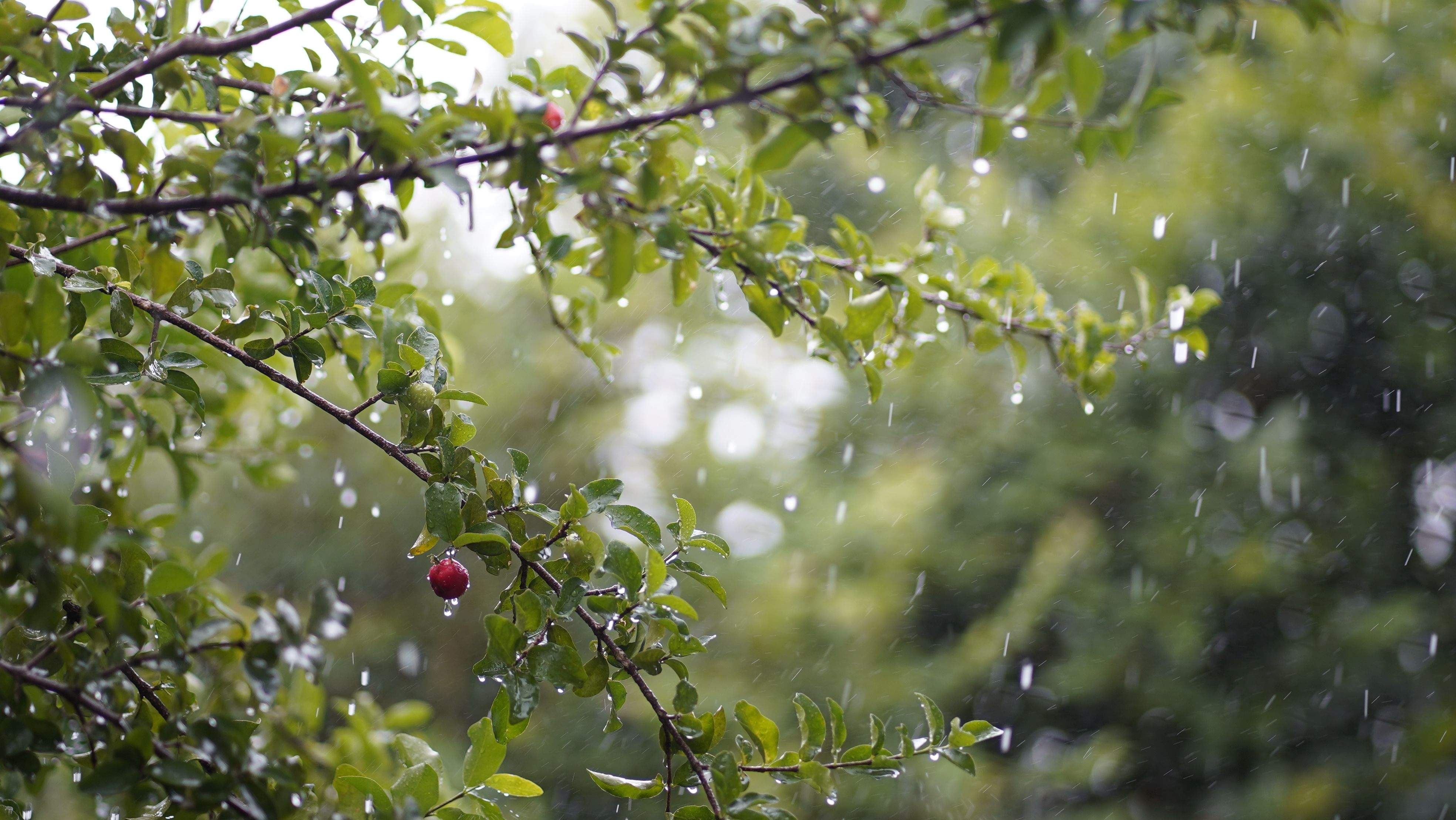 Leaves on Tree on Rainy Day · Free Stock Photo