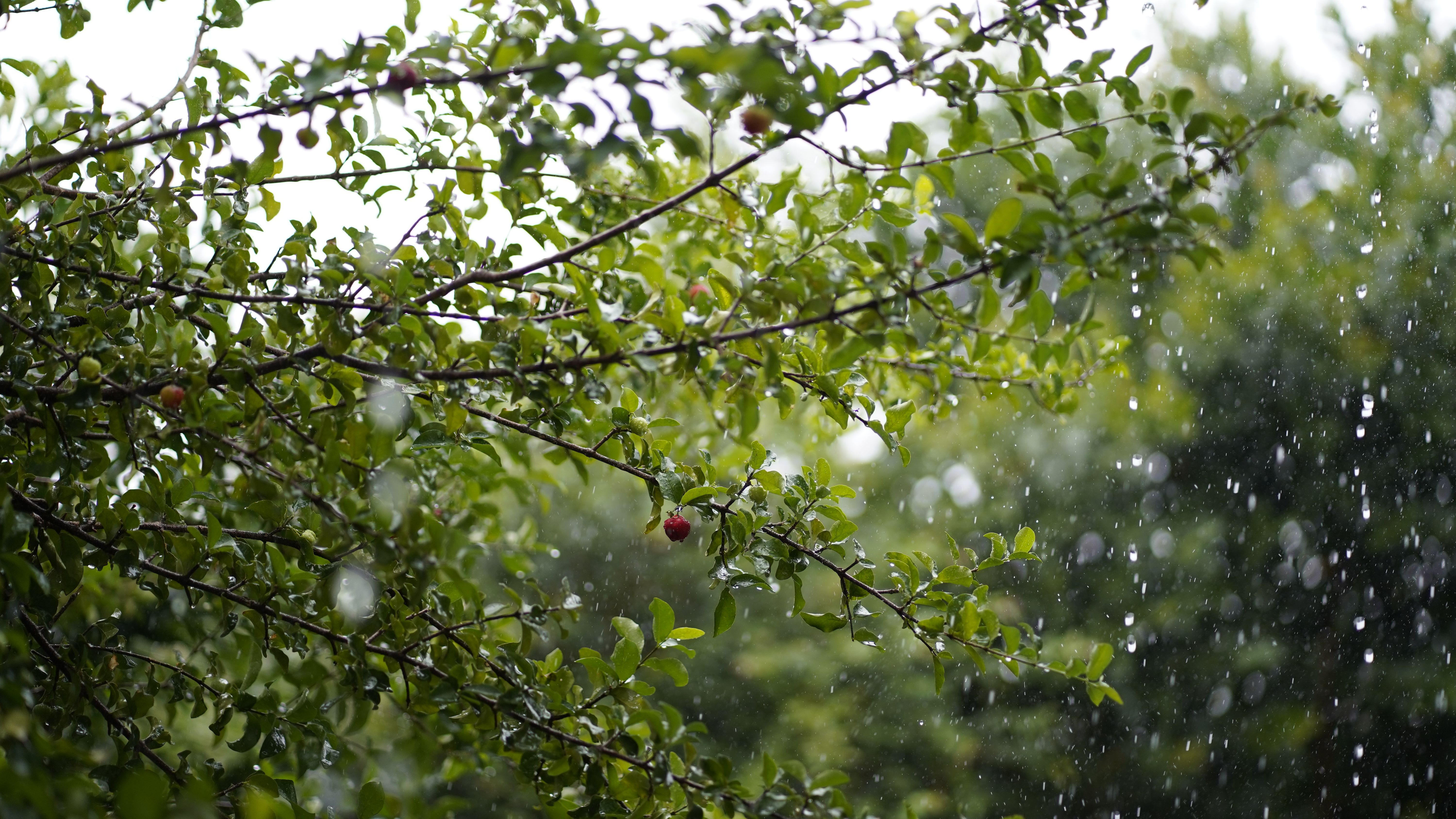 Shrubs of a Tree During Rain · Free Stock Photo