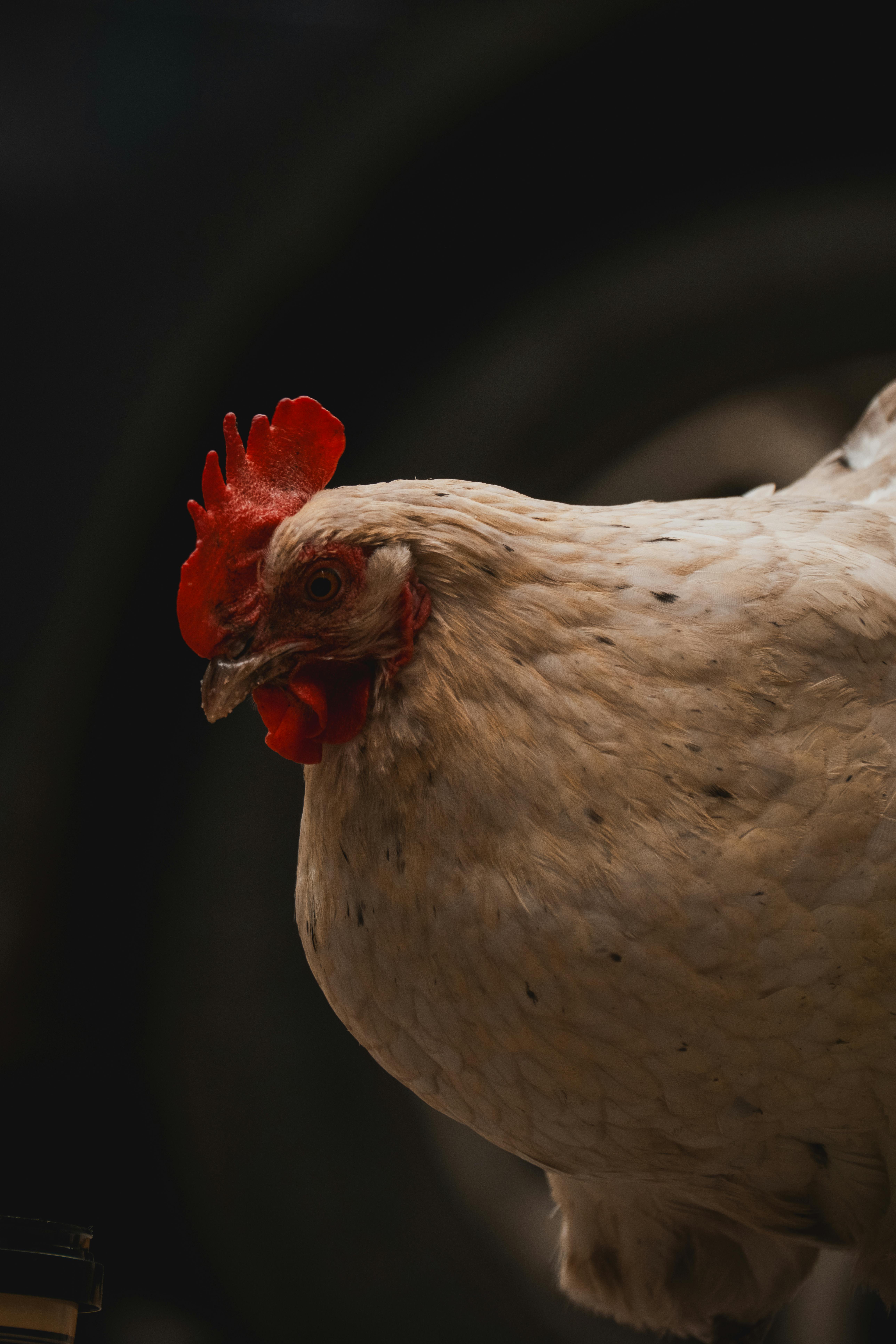 Foto de stock gratuita sobre agrícola, agricultura, al aire libre ...
