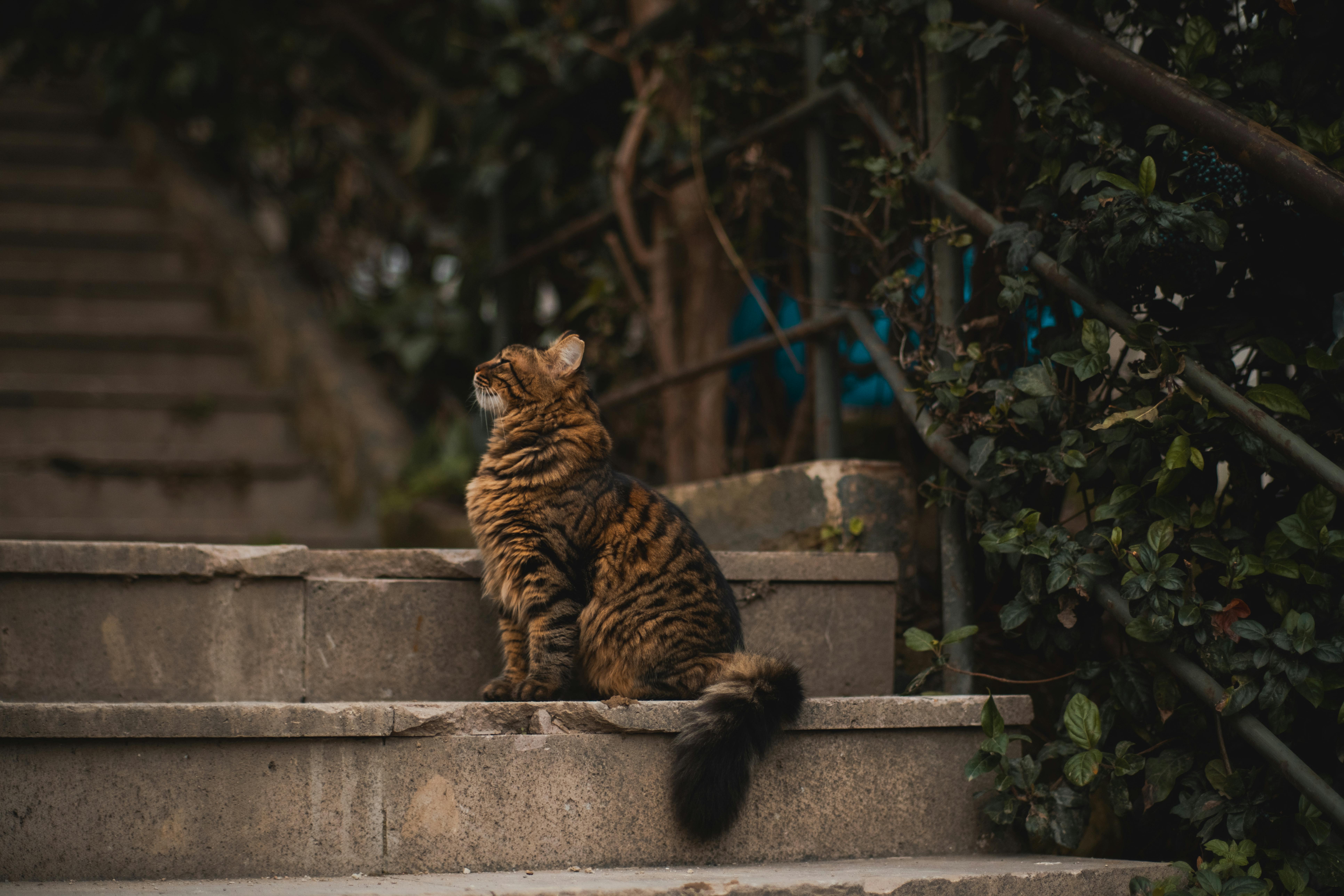 Cat Up Cat Steps Photos, Download The BEST Free Cat Up Cat Steps Stock ...