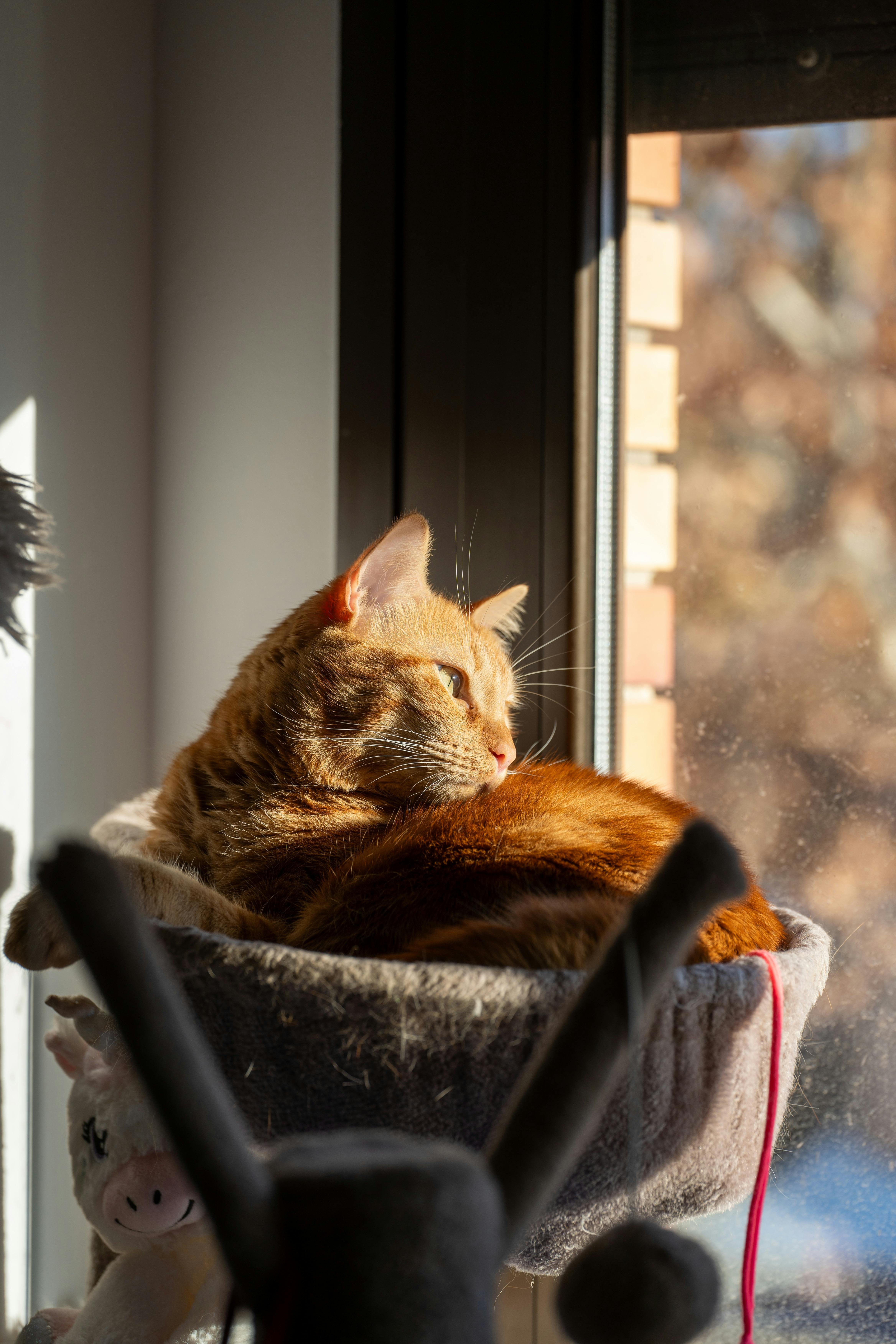 Orange Cat Looking Through Window · Free Stock Photo