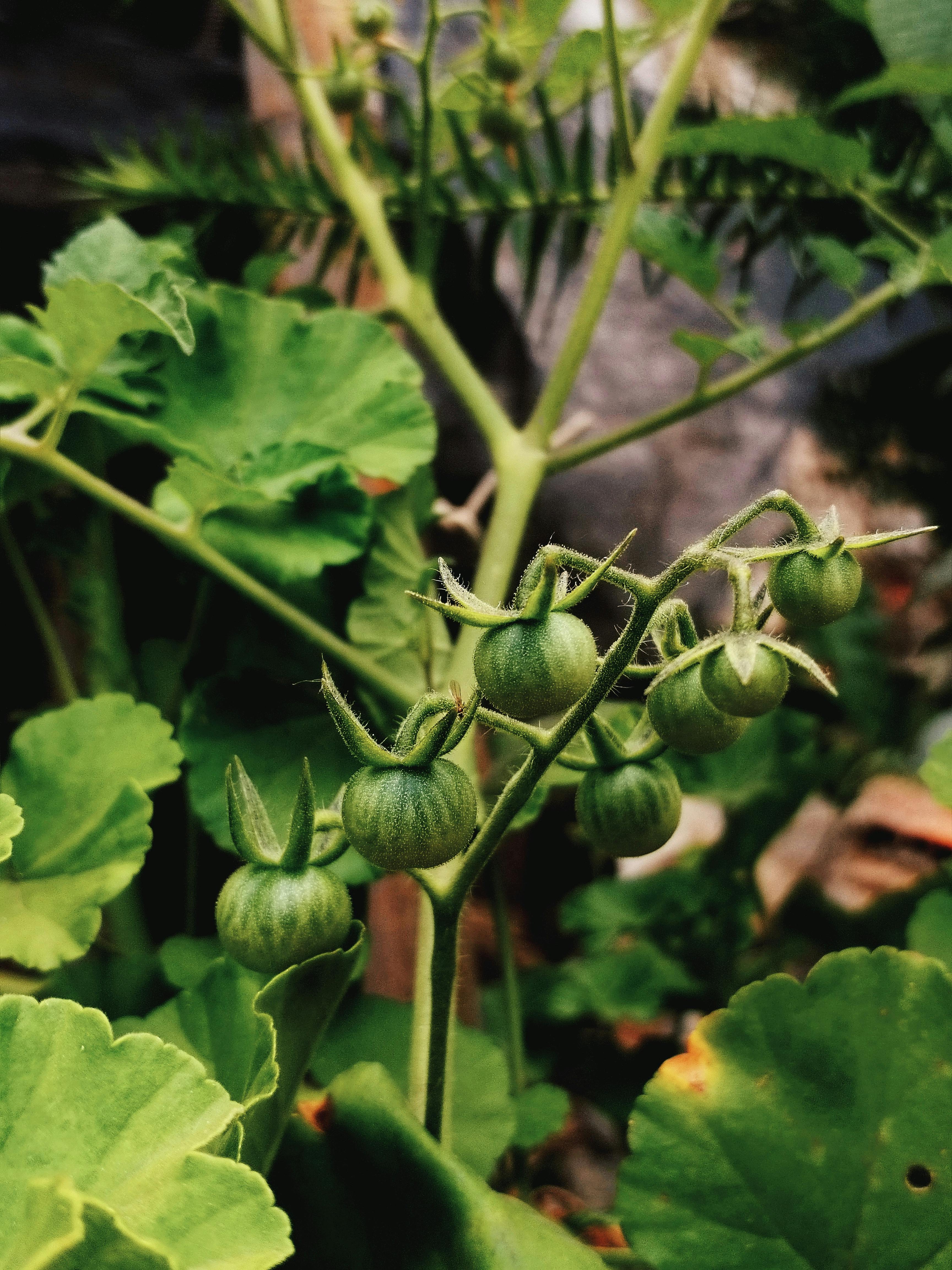 Daniel Bertoli - 사진