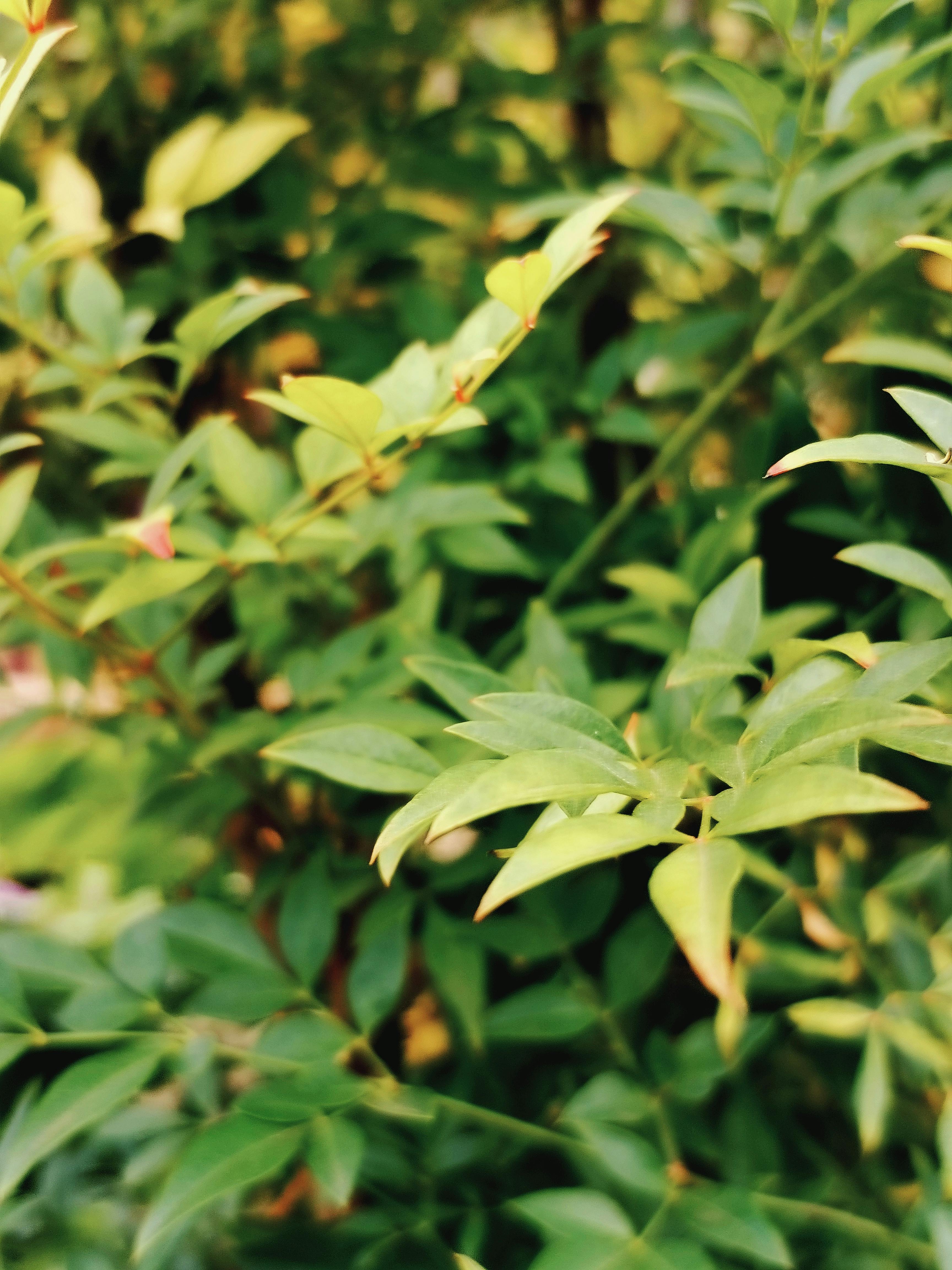 Daniel Bertoli - 사진