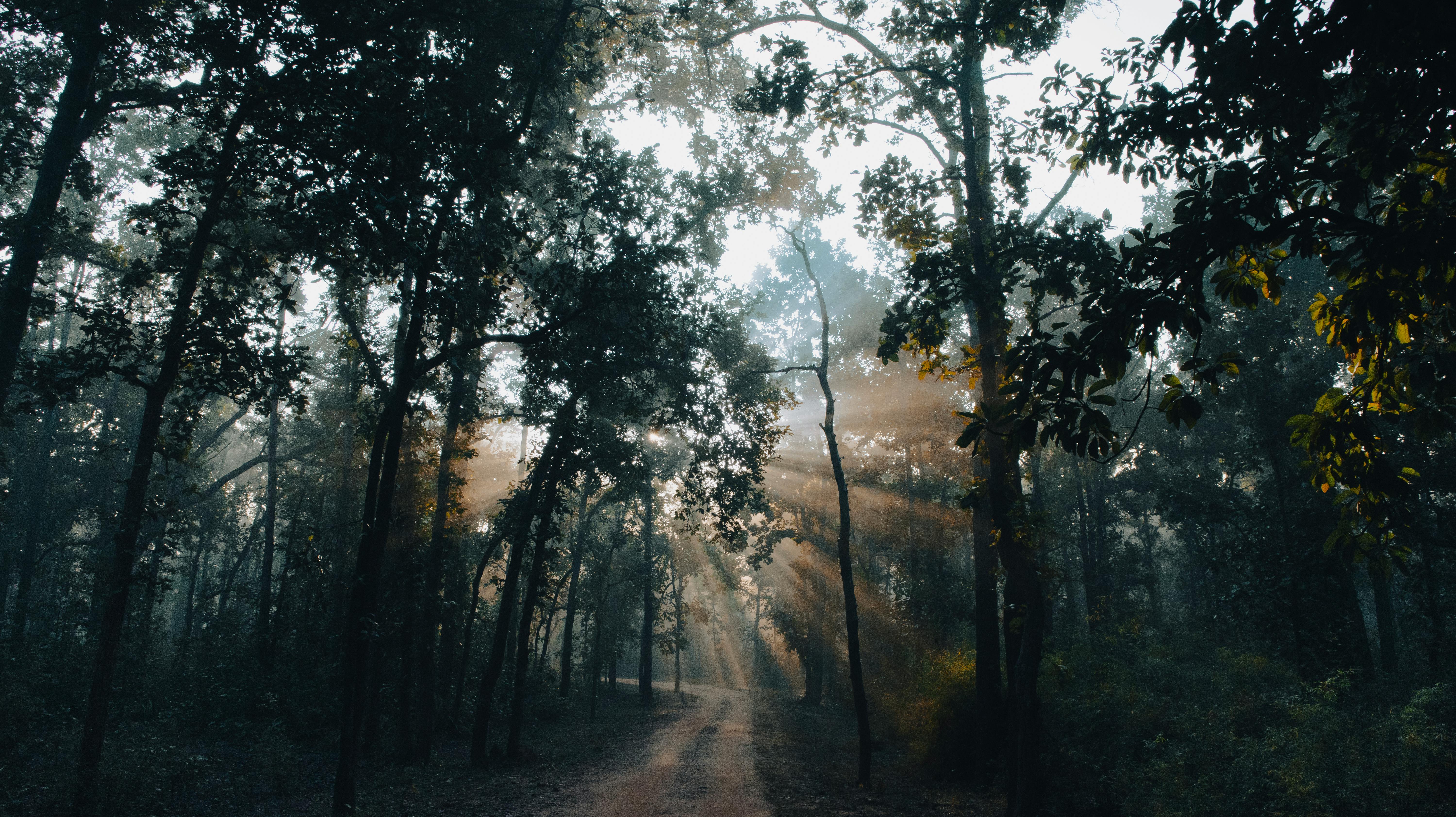 View of Black Trees and Sun · Free Stock Photo
