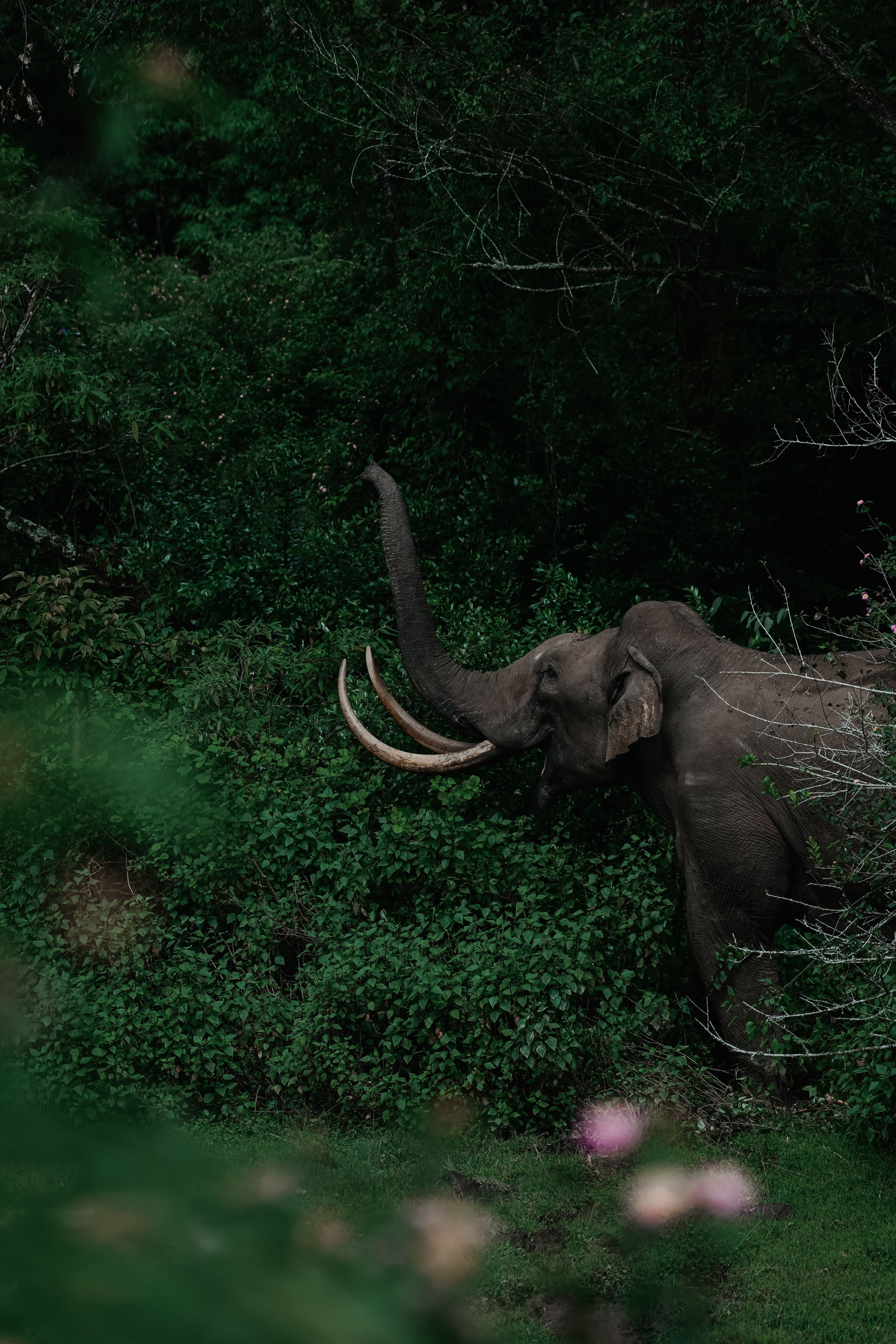 Close Up of an Elephant Honking His Horn · Free Stock Photo