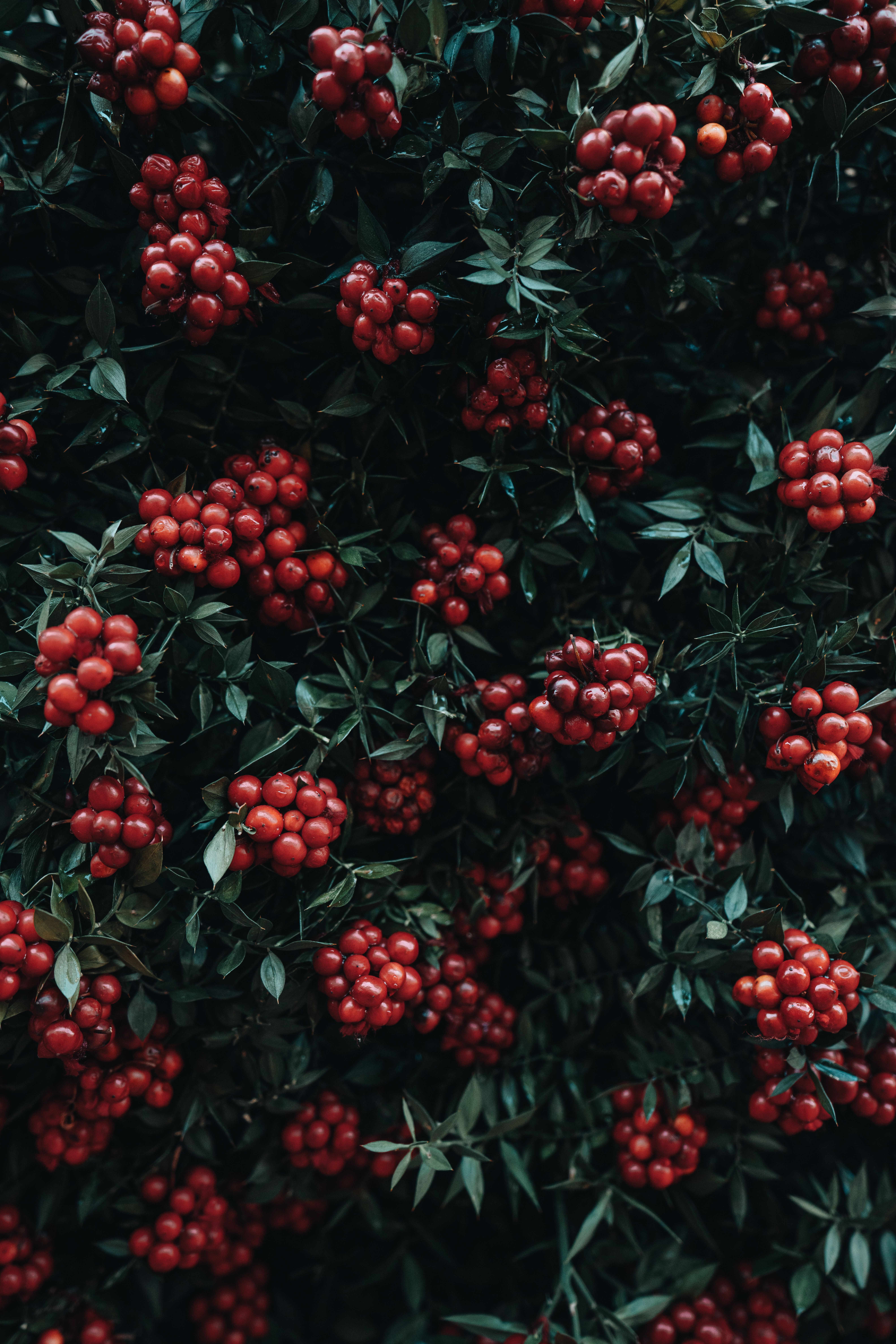 Close-up of a Shrub with Red Berries · Free Stock Photo