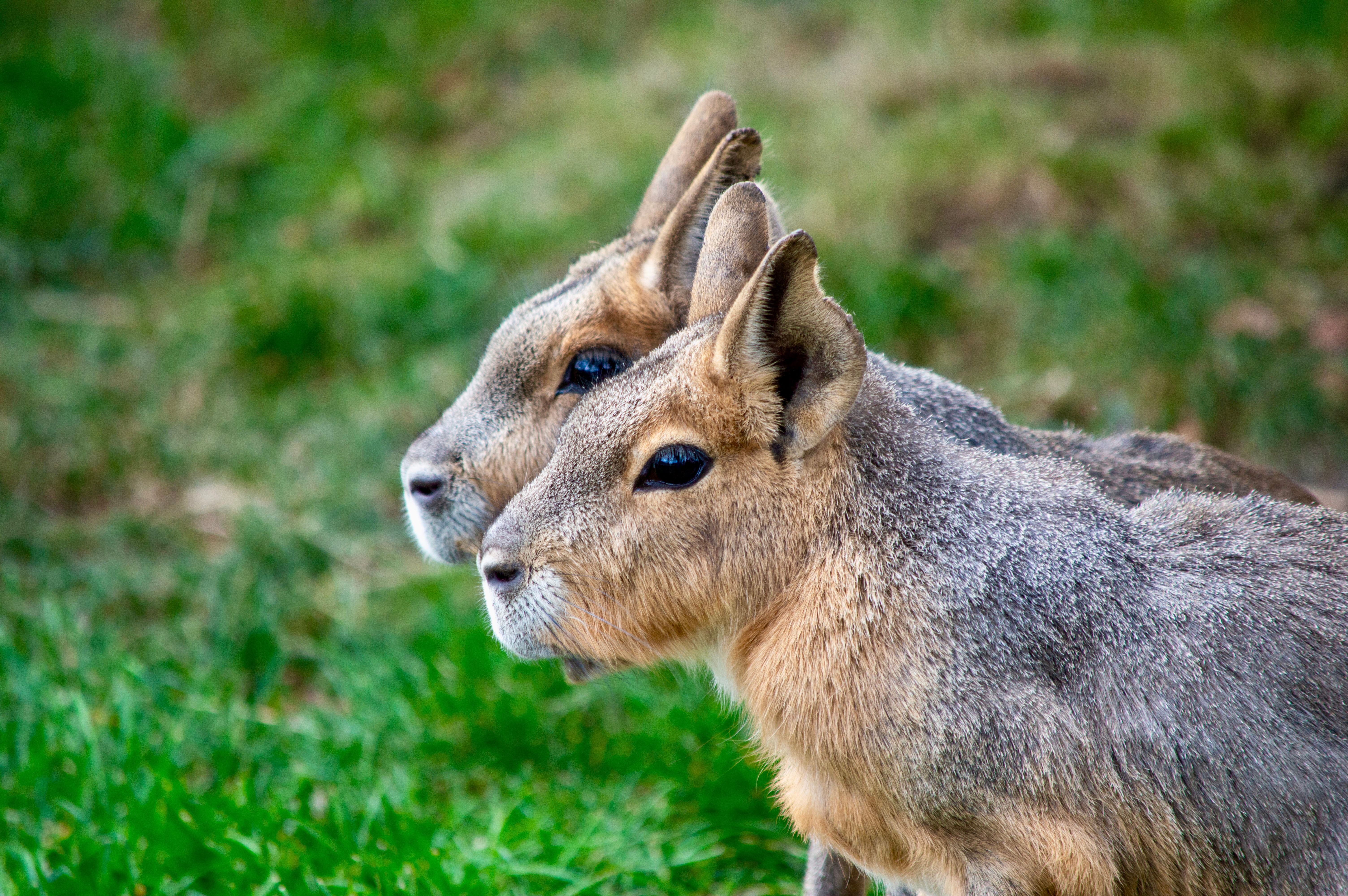 Close-up of Patagonian Maras on a Grass Field · Free Stock Photo