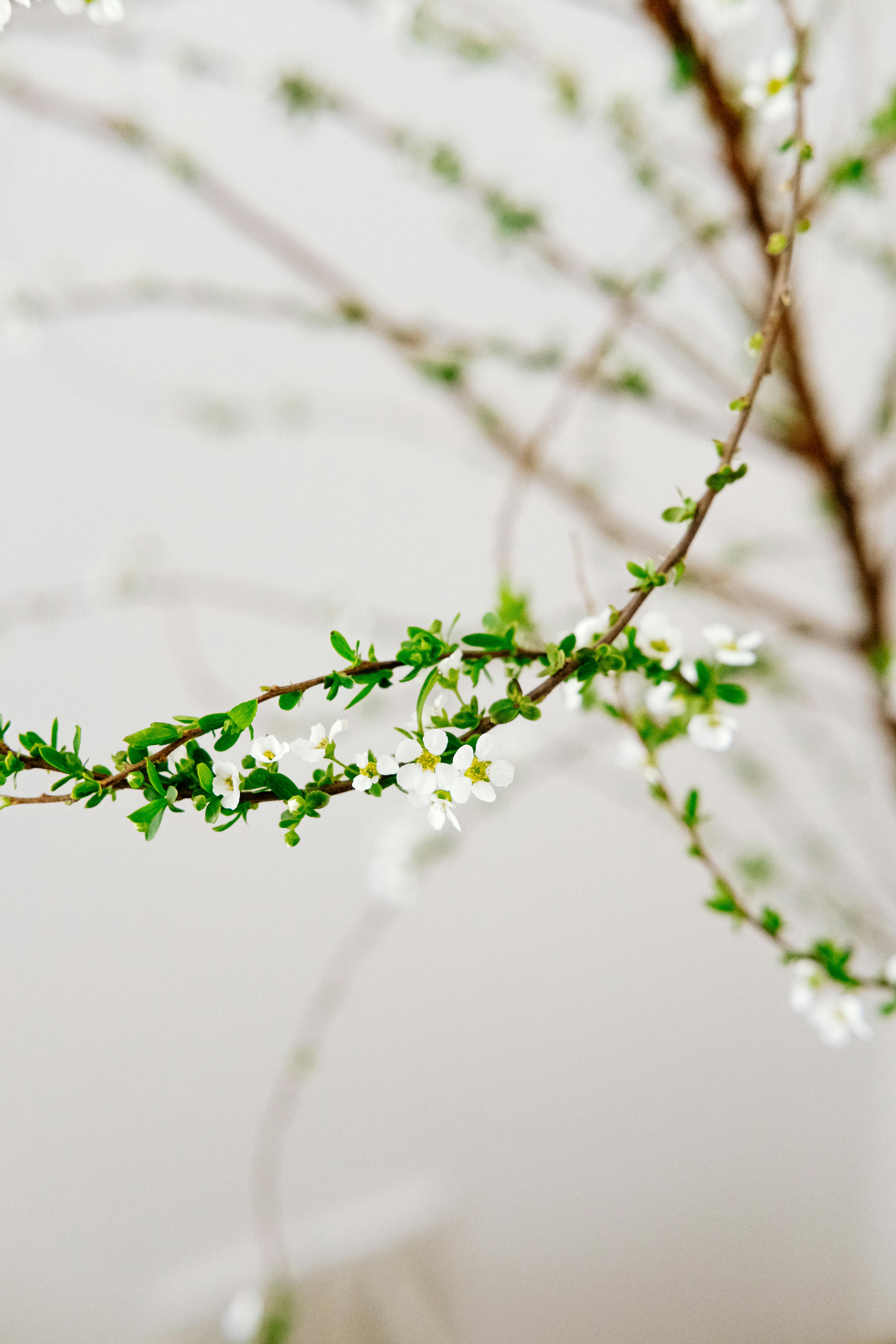 Bloom Filter Photos, Download The BEST Free Bloom Filter Stock Photos ...