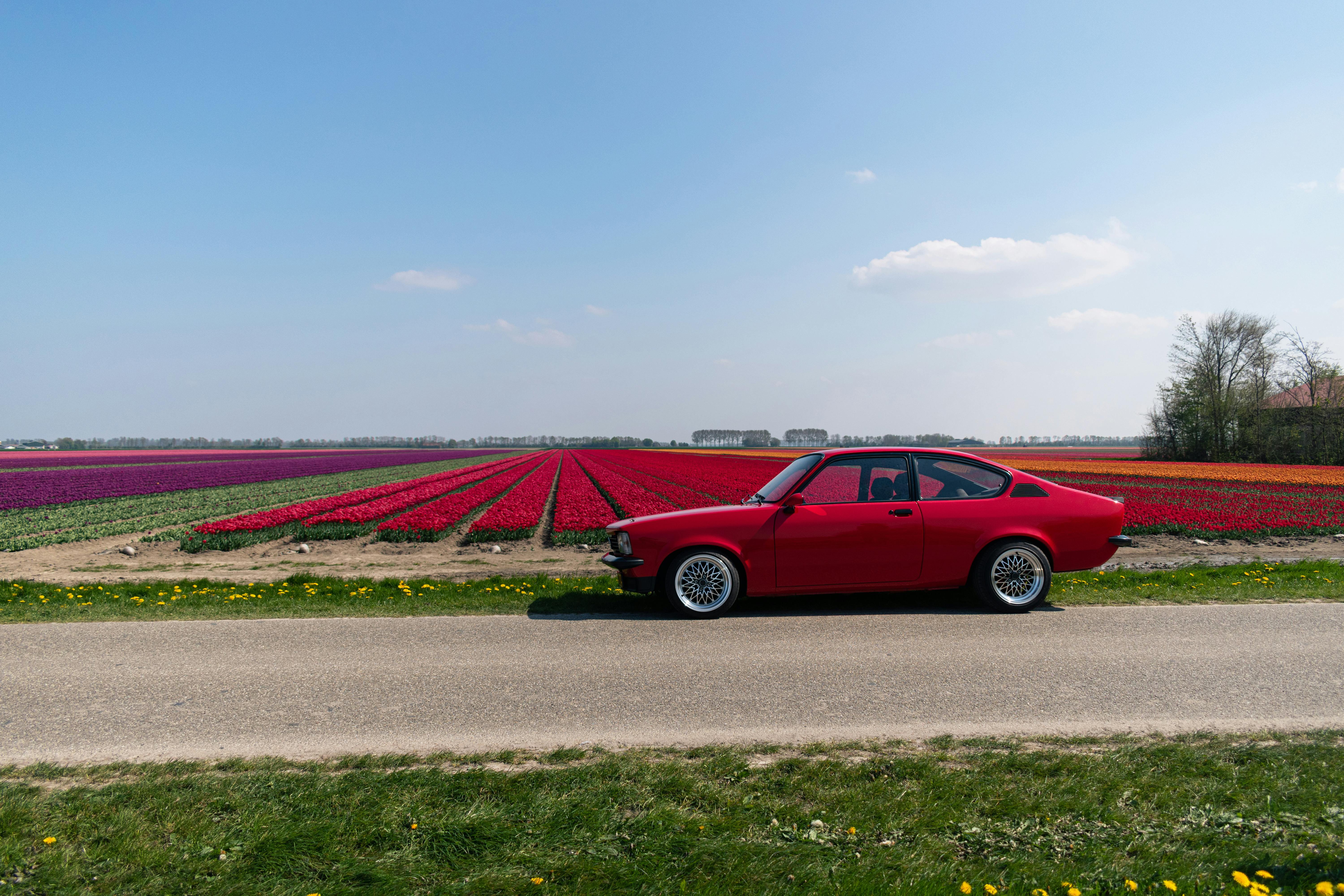 Red Opel Kadett on Road with Colorful Flowers Fields behind · Free ...