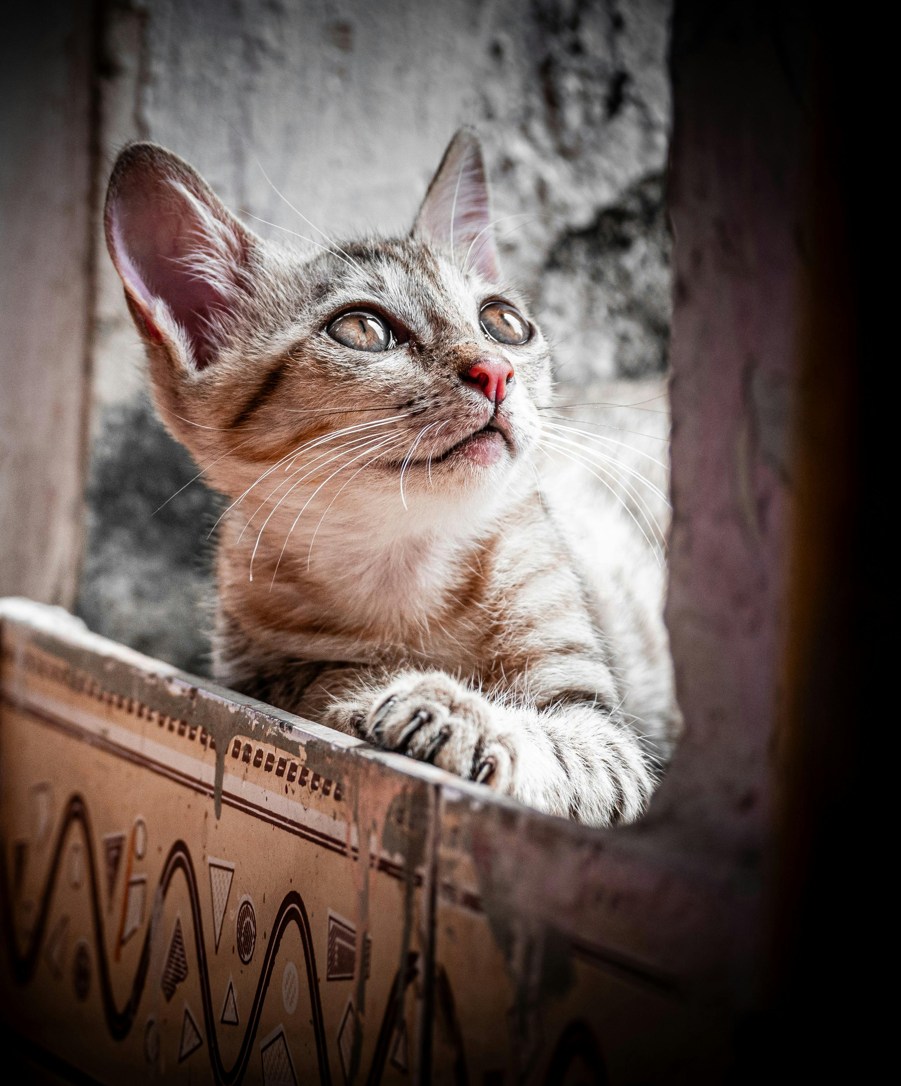 Umesh Patel - 사진