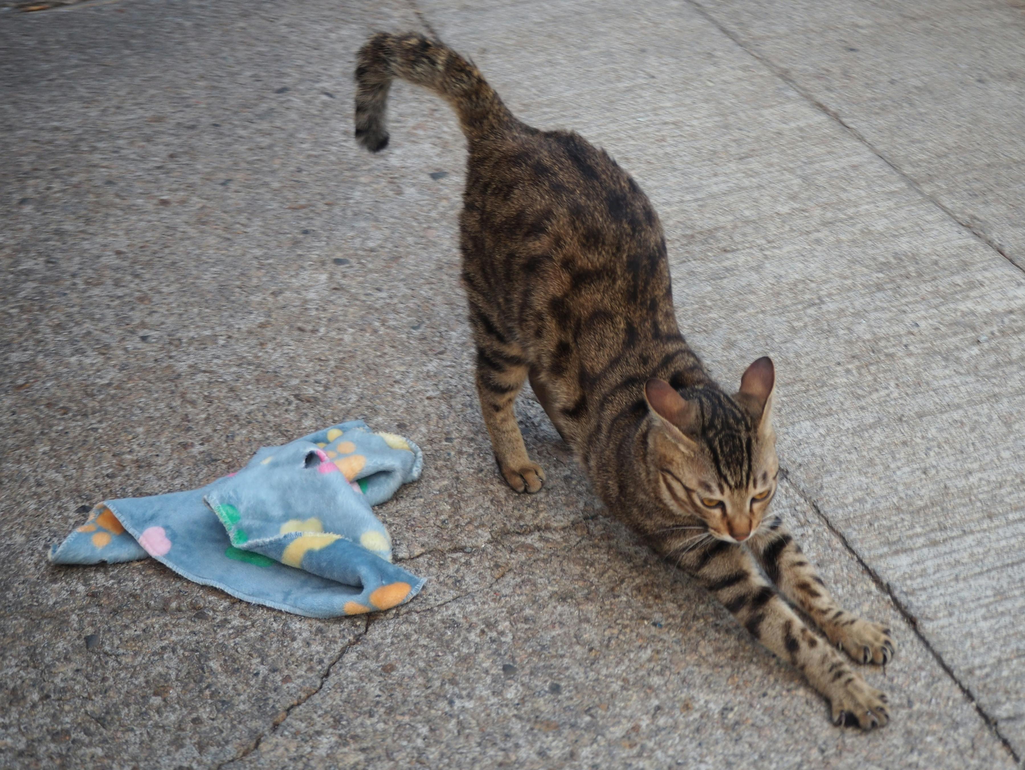 terry narcissan tsui - 사진