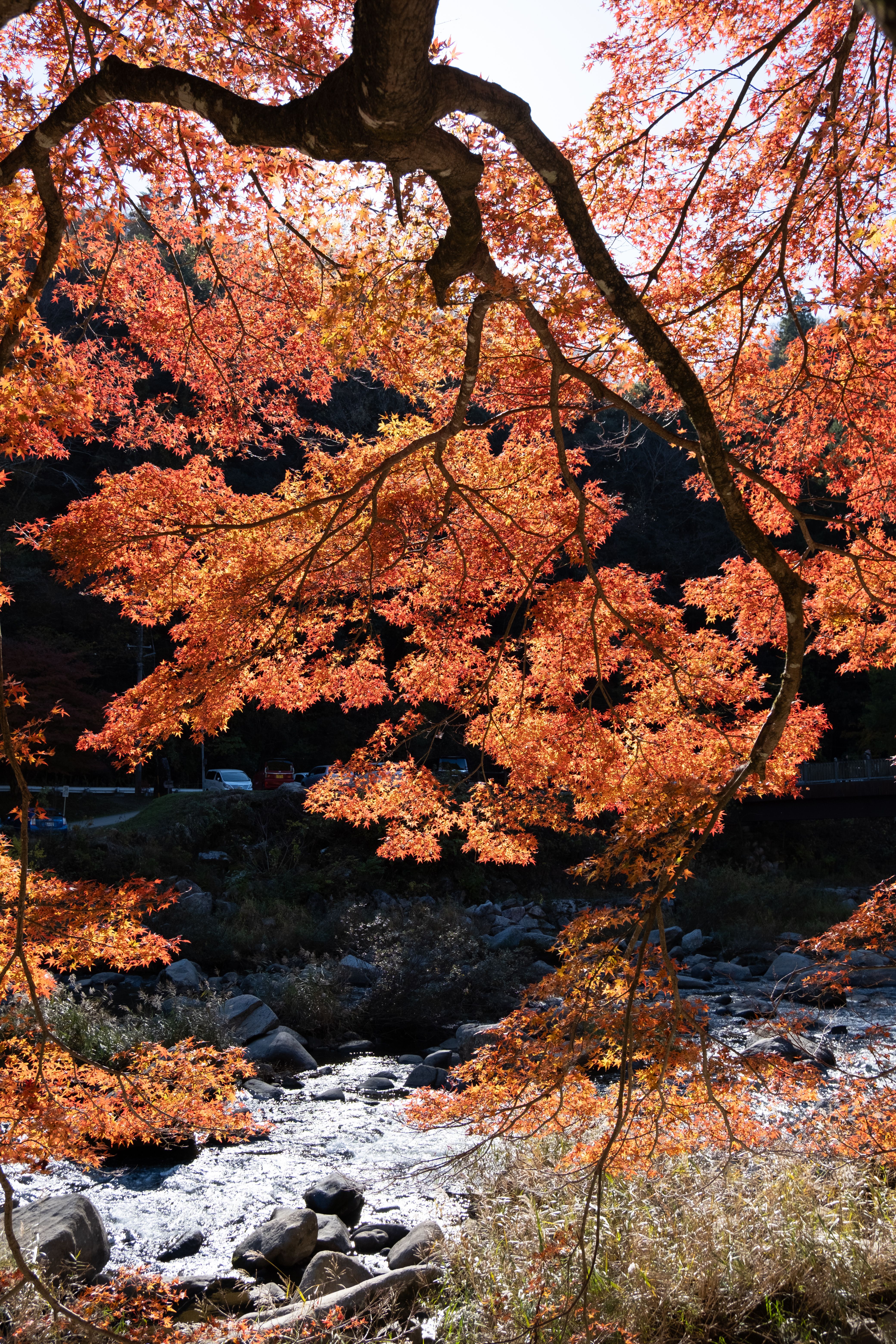 Autumn leaves on a tree over a river · Free Stock Photo