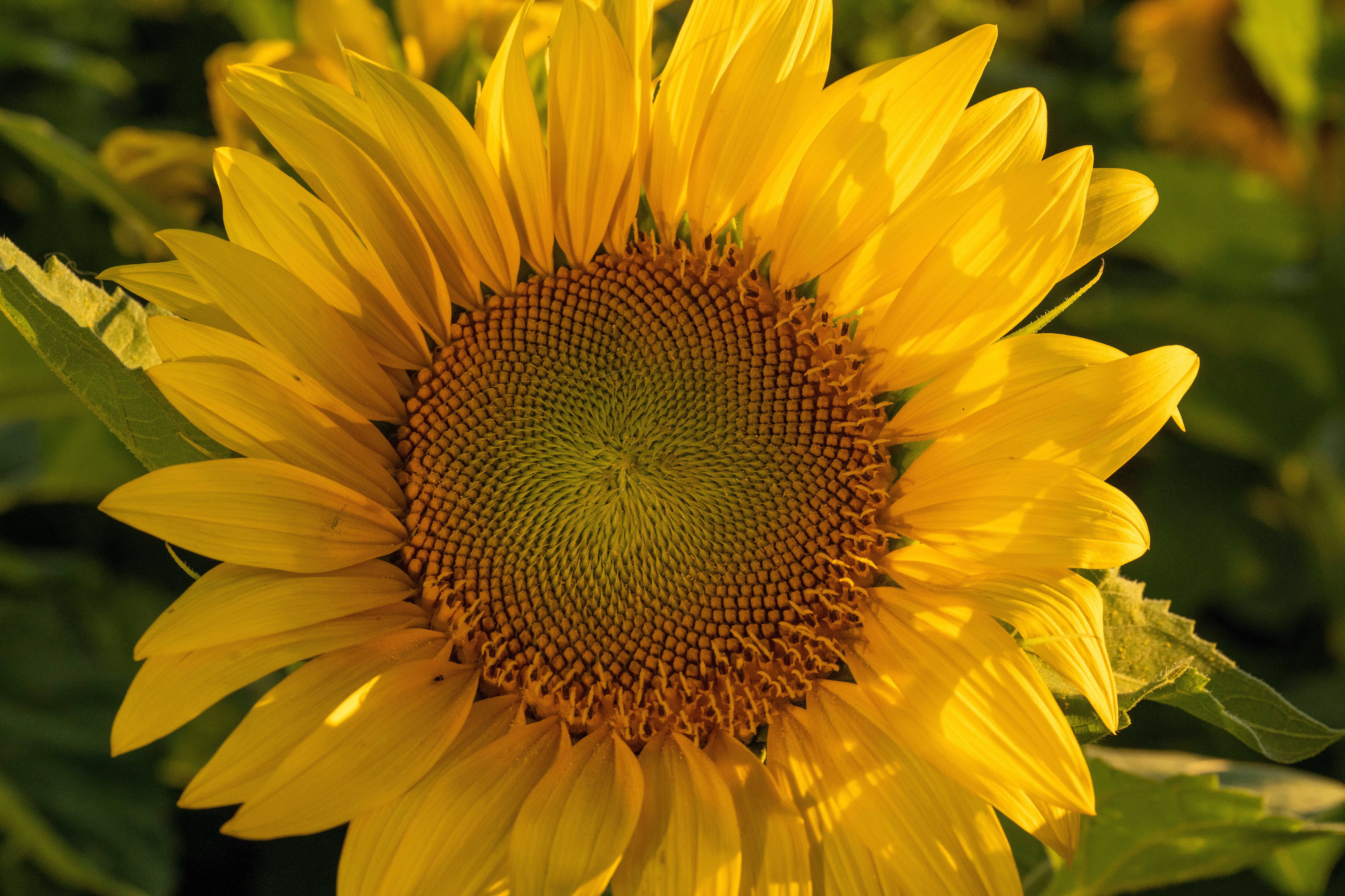 Sunflower Blooming in Summer · Free Stock Photo