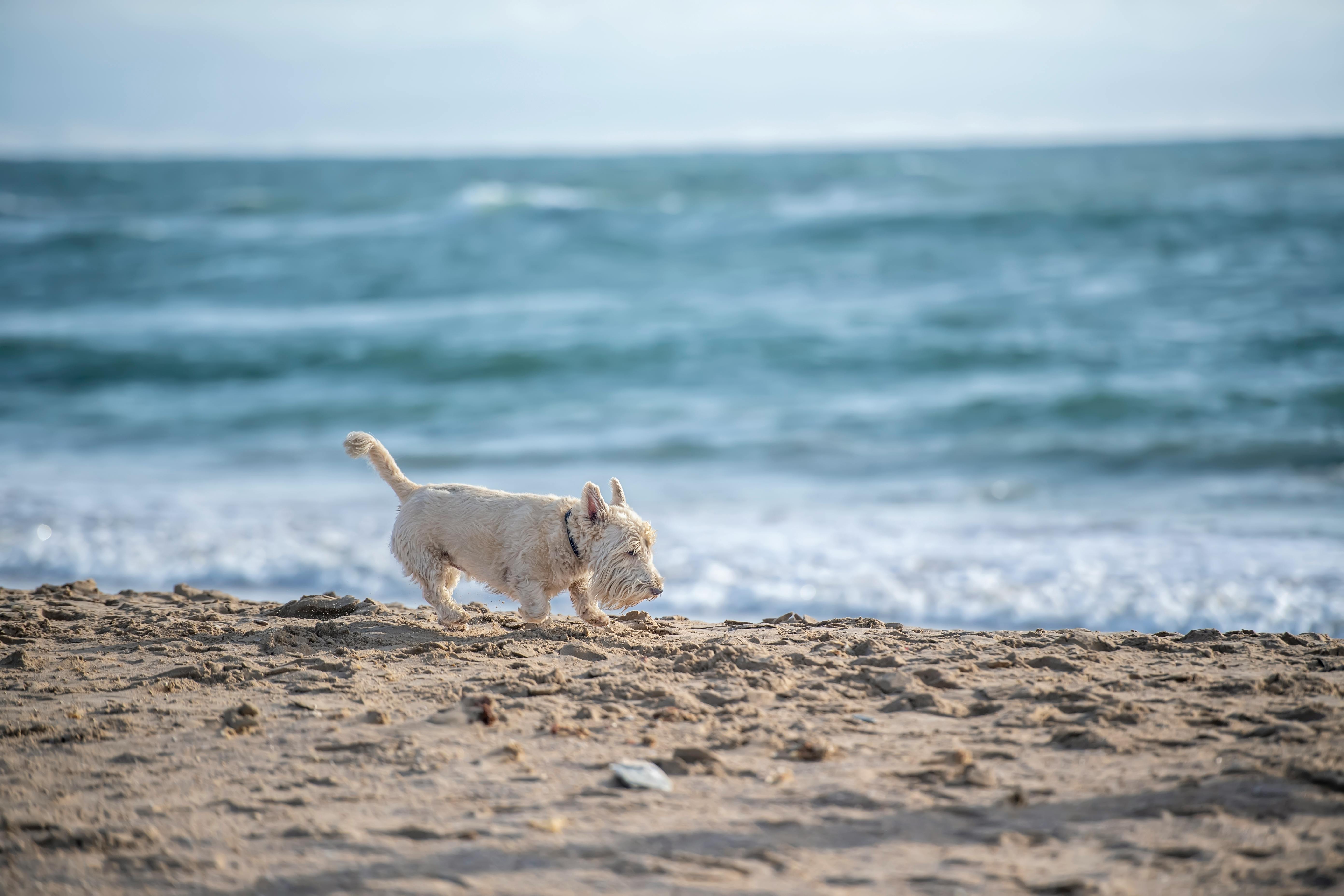 Scruffy Dog at Beach · Free Stock Photo