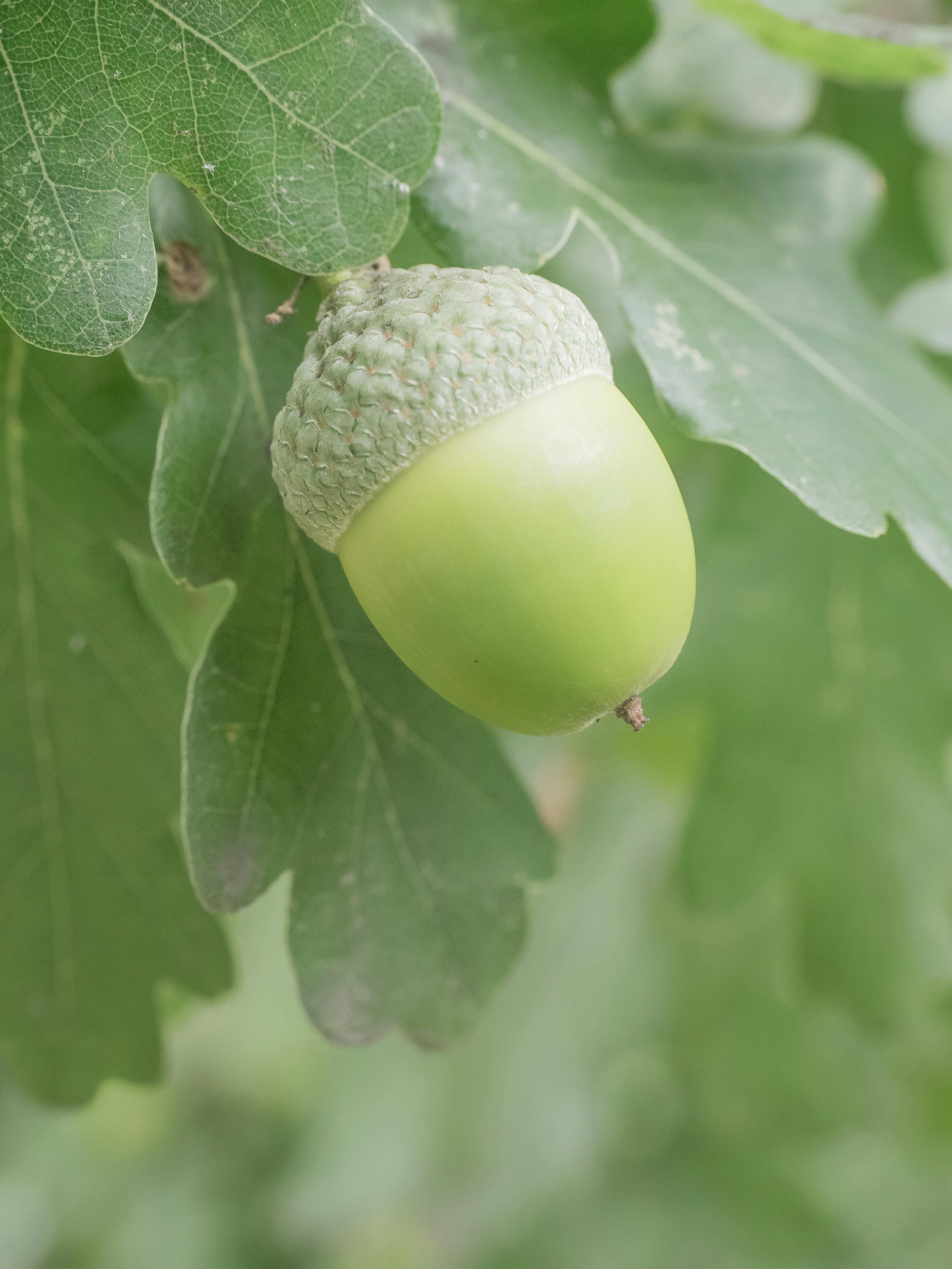 Acorn · Free Stock Photo