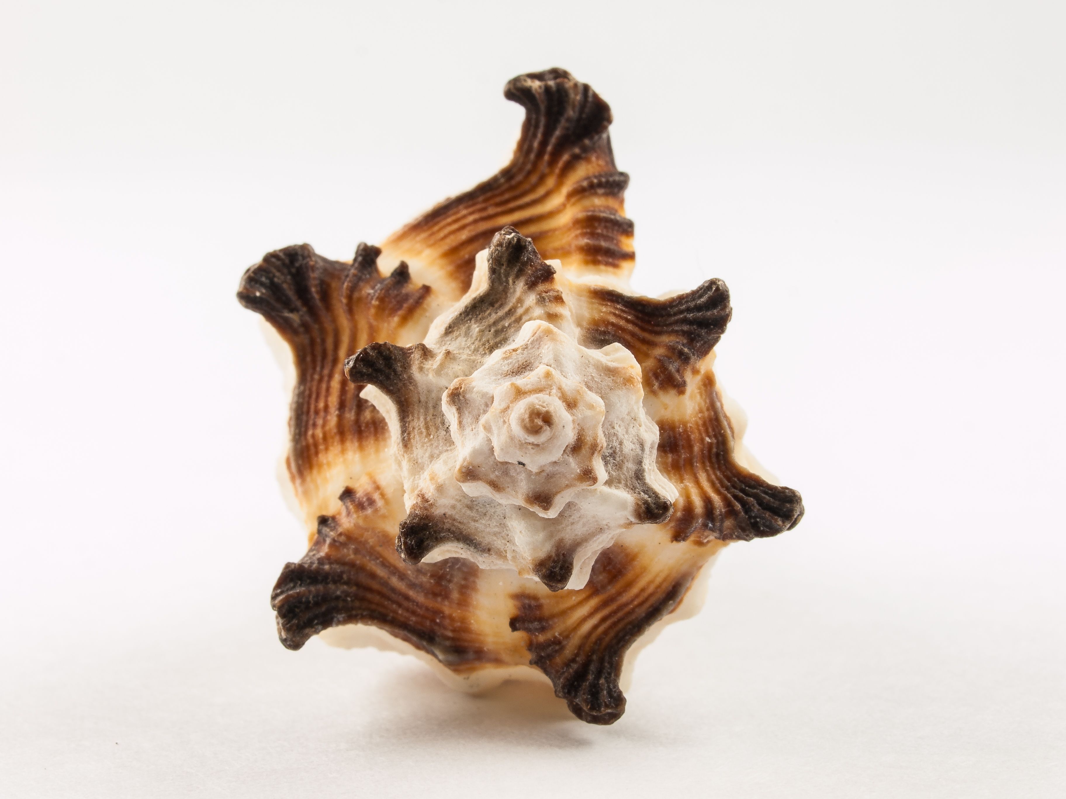 Shell in a Studio · Free Stock Photo