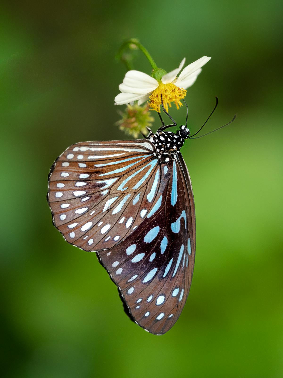 White Butterfly Photos, Download The BEST Free White Butterfly Stock ...