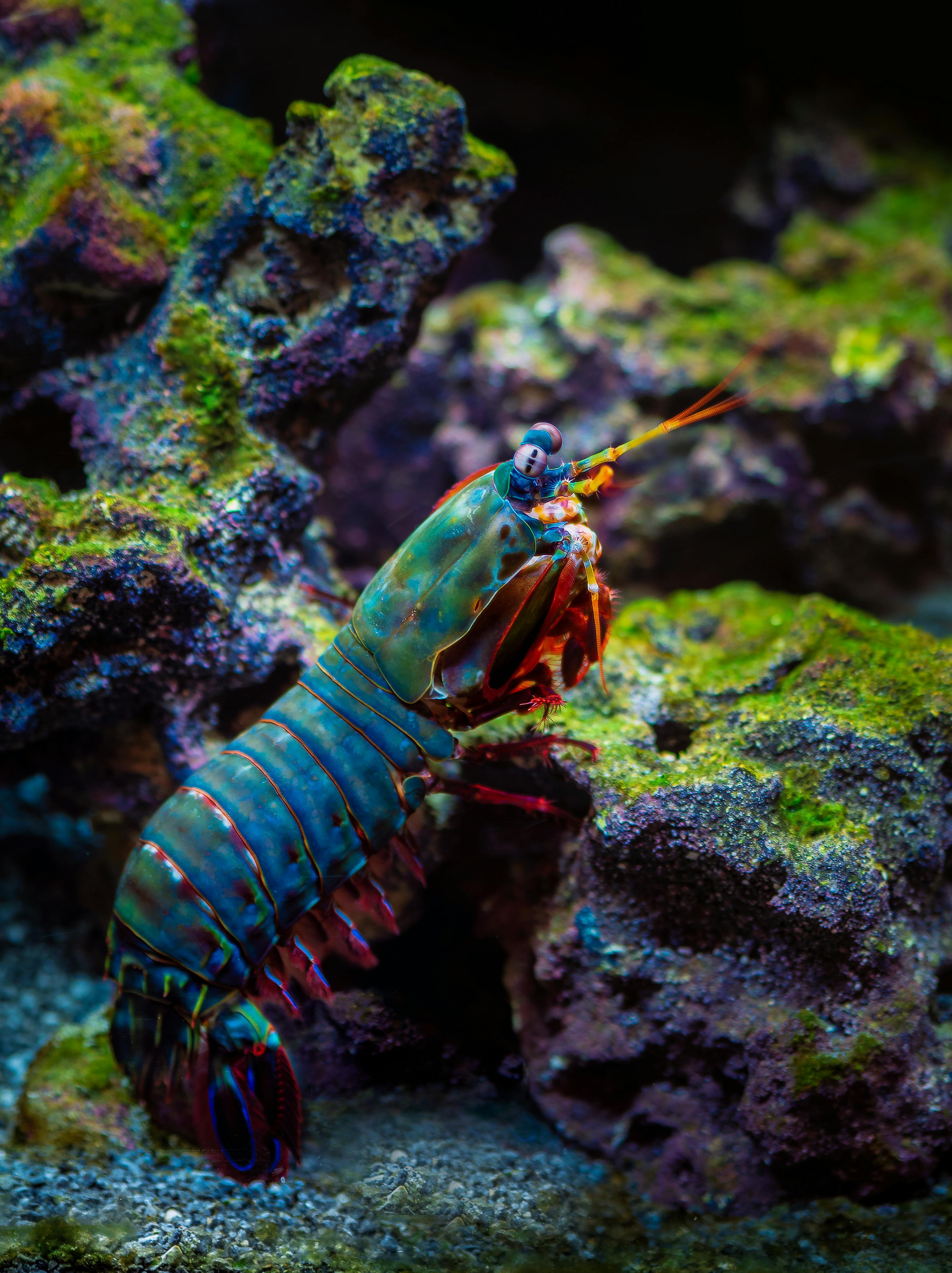 Colorful Shrimp Underwater · Free Stock Photo