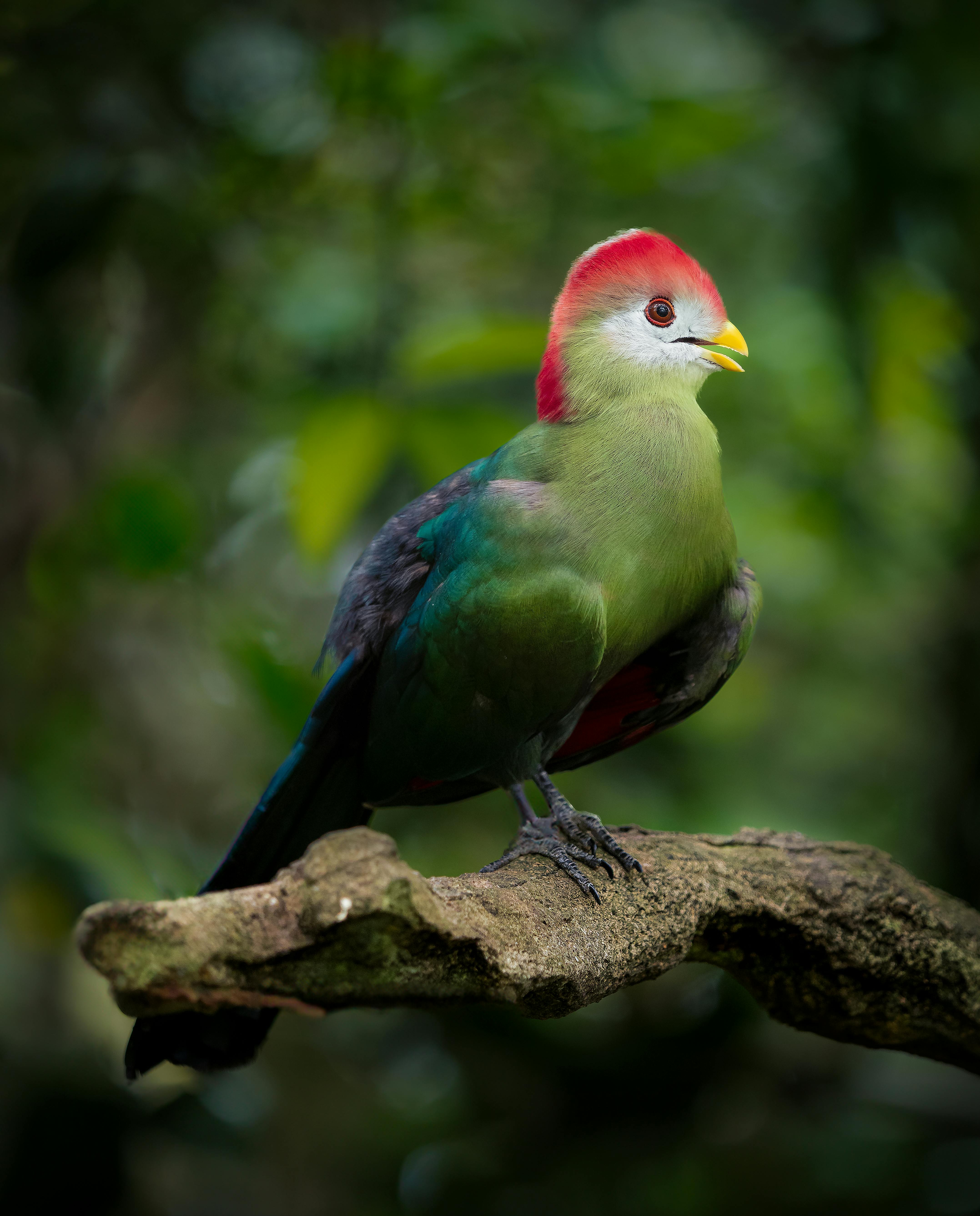 Close up of a Red-Crested Turaco · Free Stock Photo