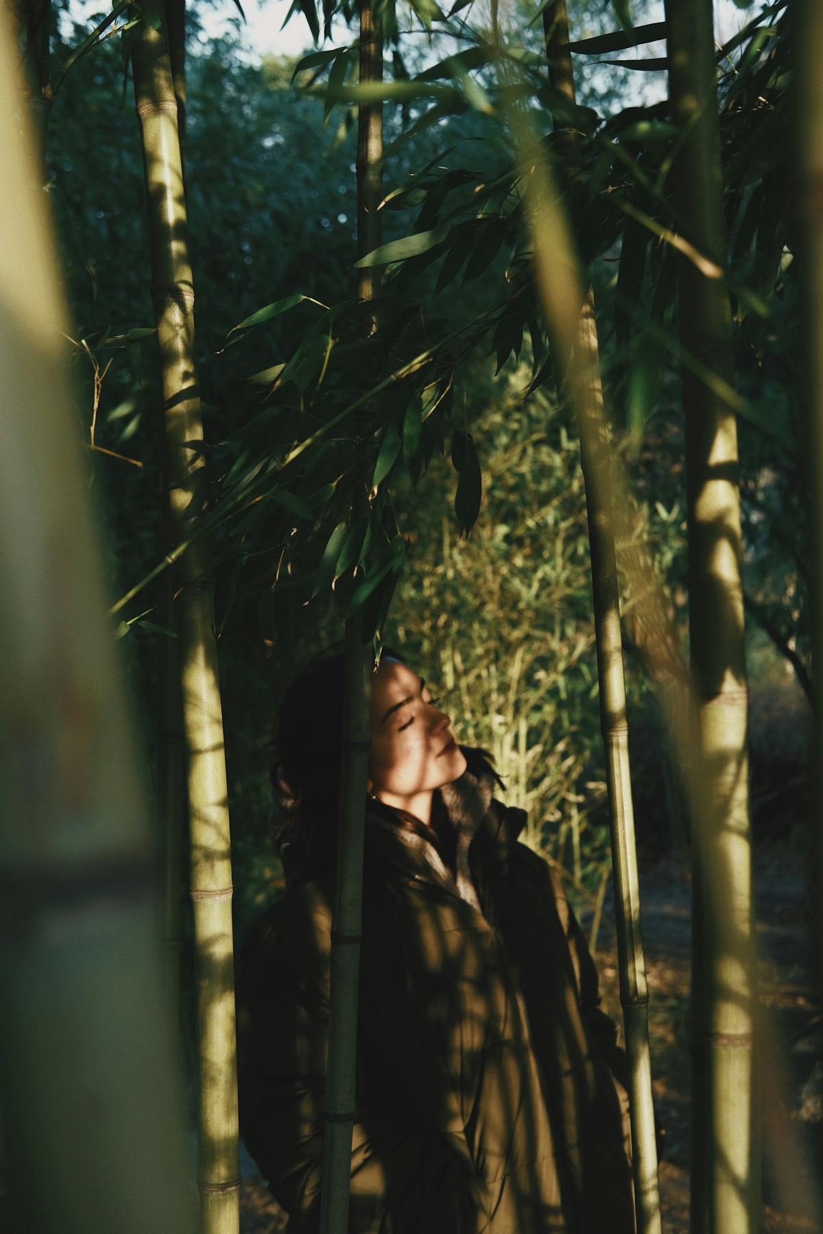 Bamboo Stocks Photos, Download The BEST Free Bamboo Stocks Stock Photos ...