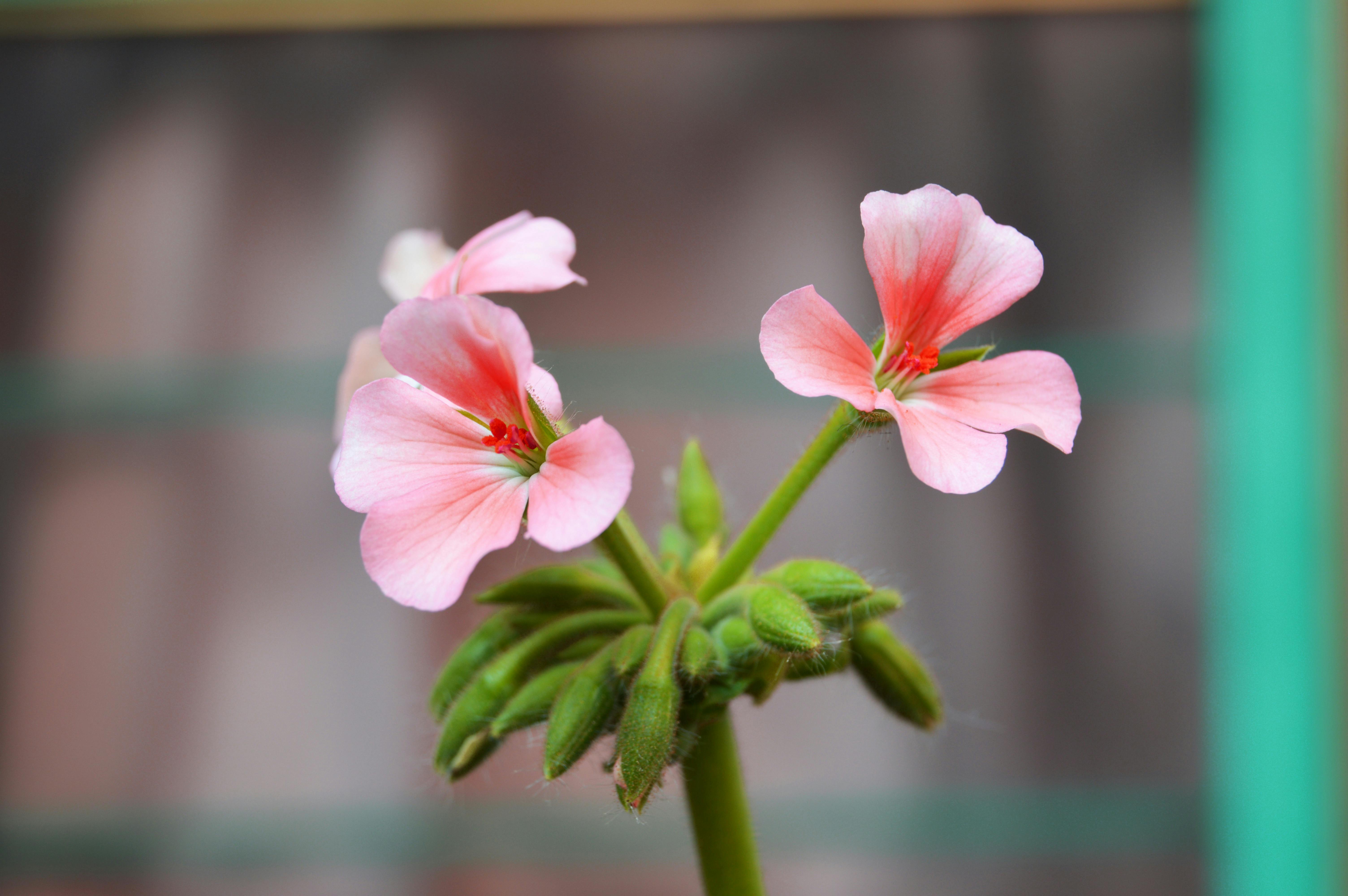 Micro Flower Photos, Download The BEST Free Micro Flower Stock Photos ...