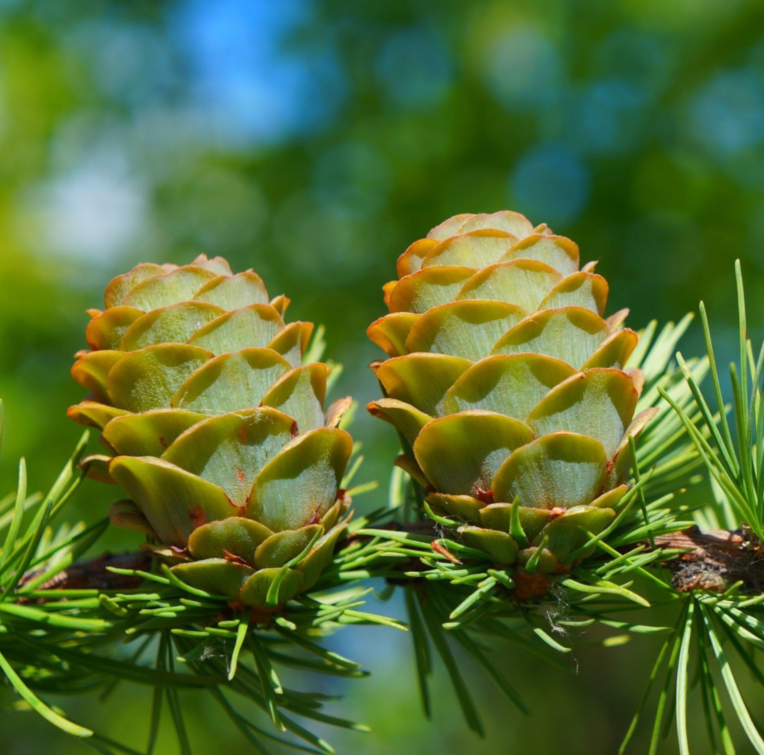 Close-up Photo of Brown Pinecone · Free Stock Photo