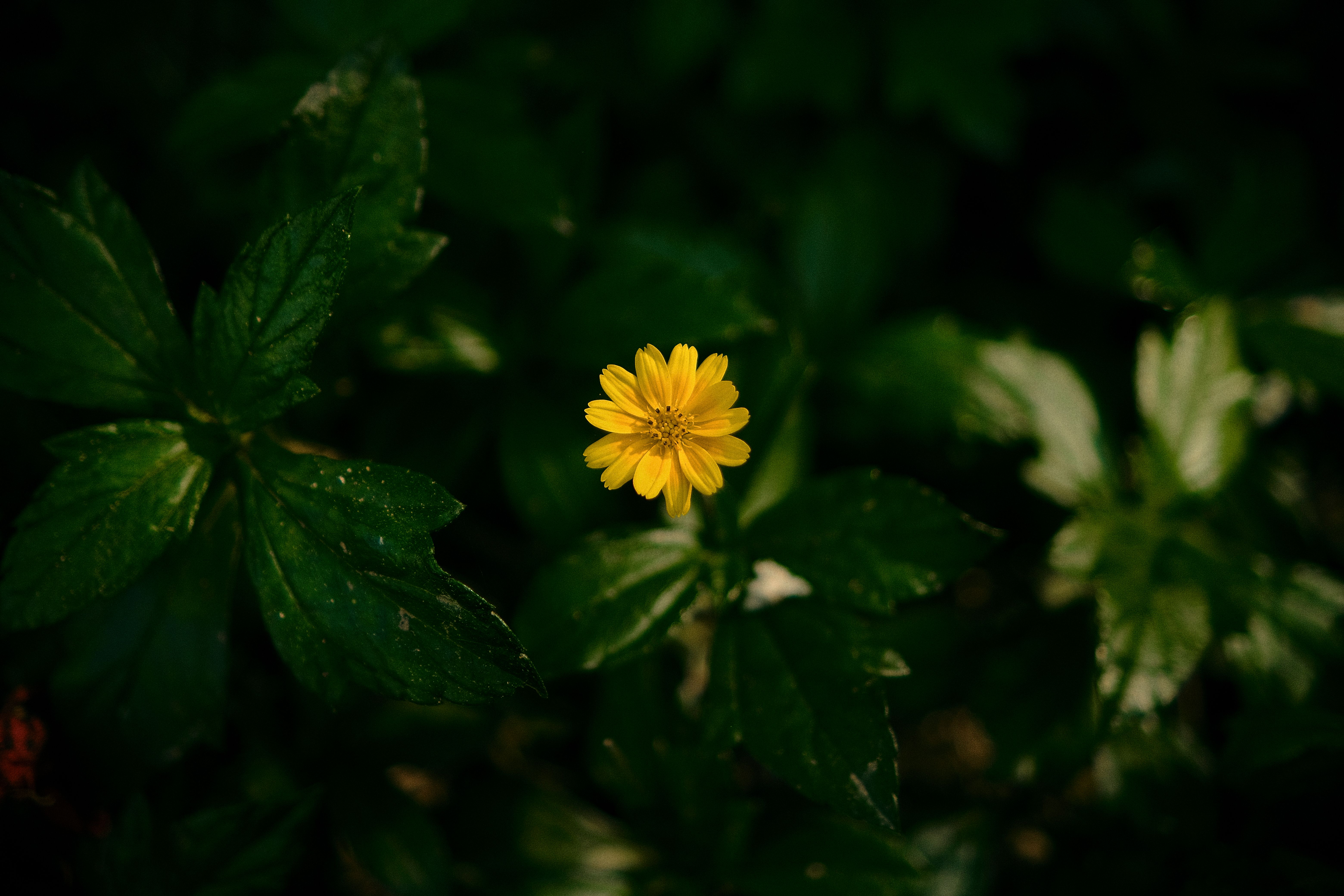 Yellow Flower among Leaves · Free Stock Photo