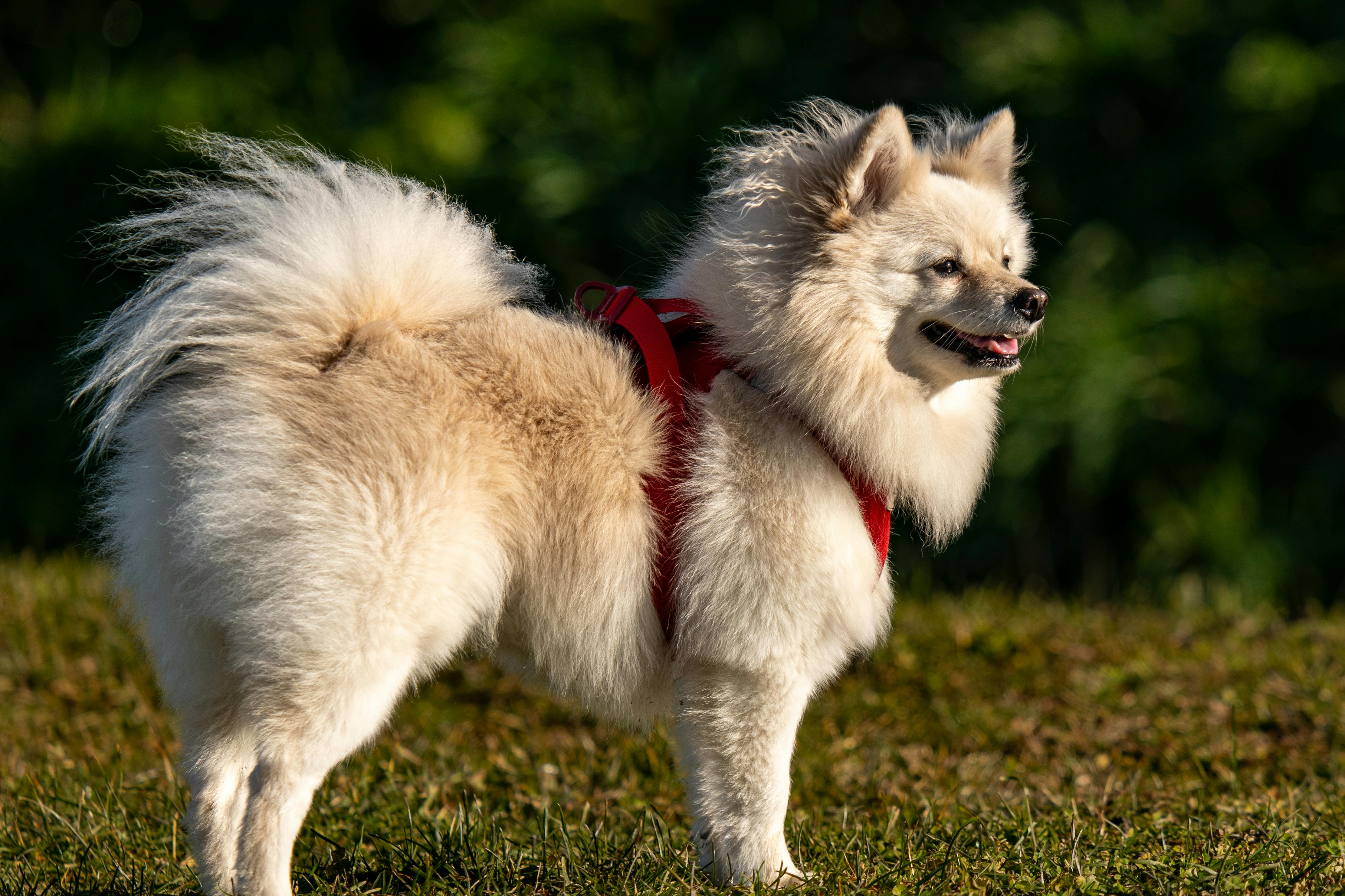 Furry Dog on a Field · Free Stock Photo