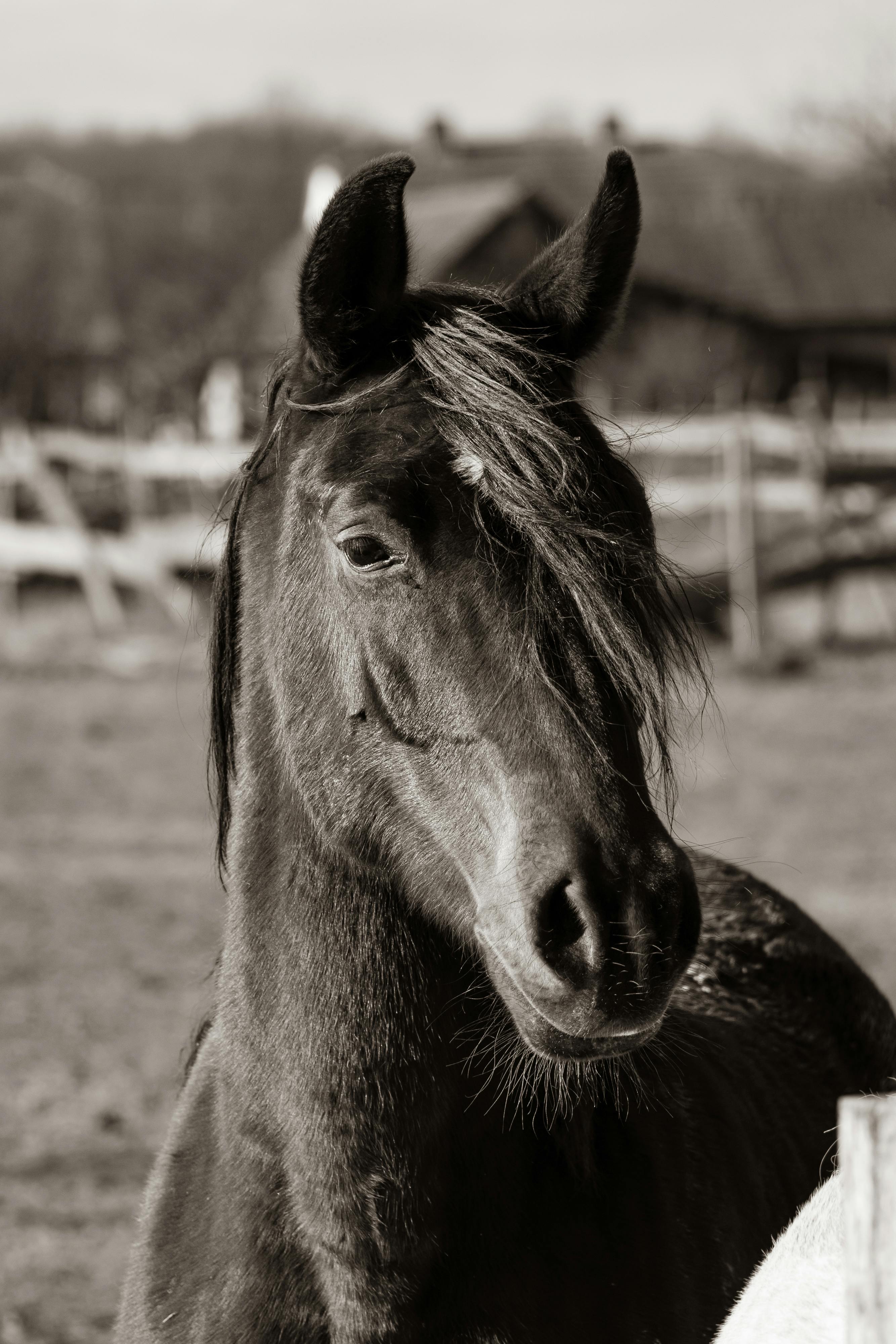 Portrait of Black Horse · Free Stock Photo