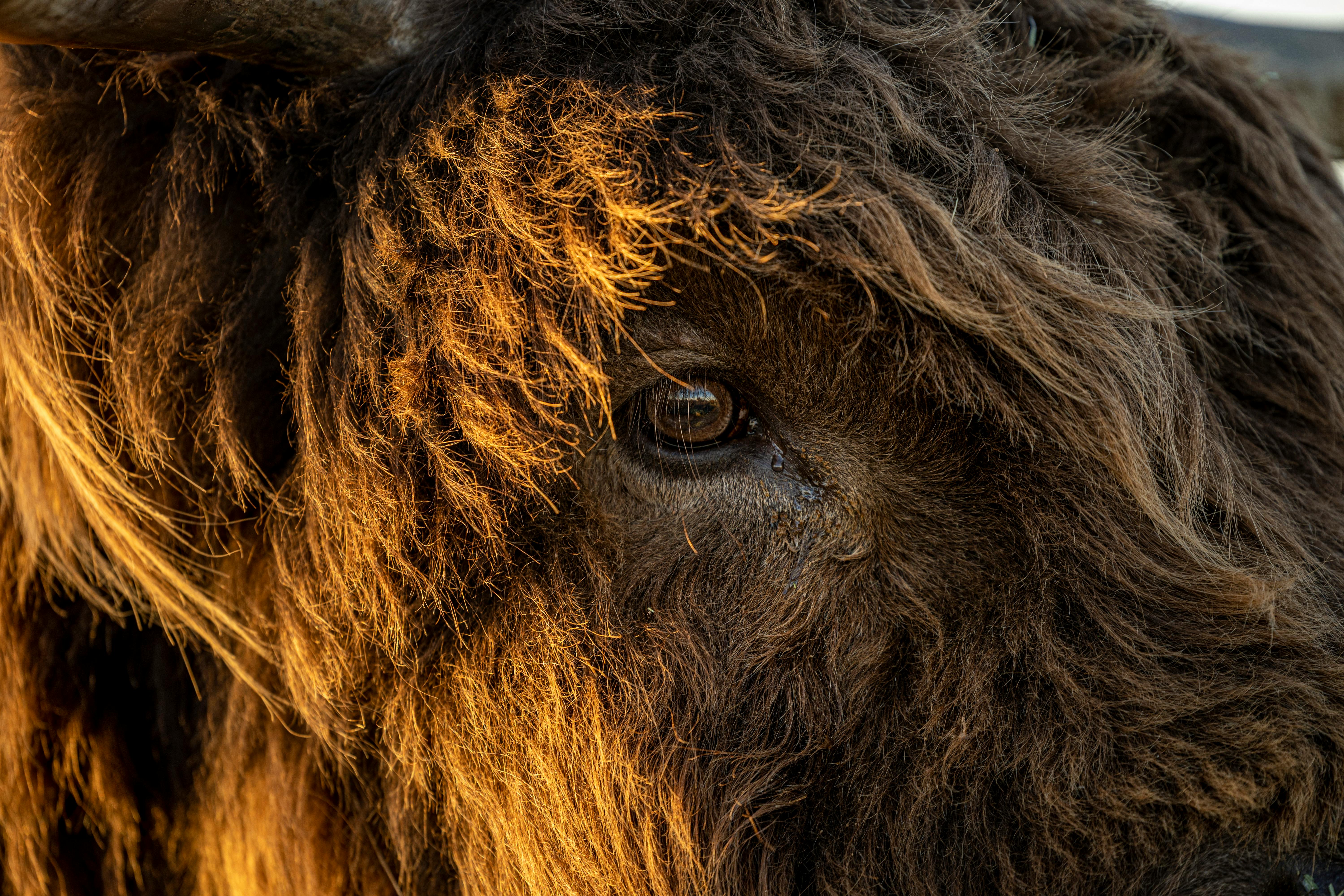 Close up of Cattle Eye · Free Stock Photo