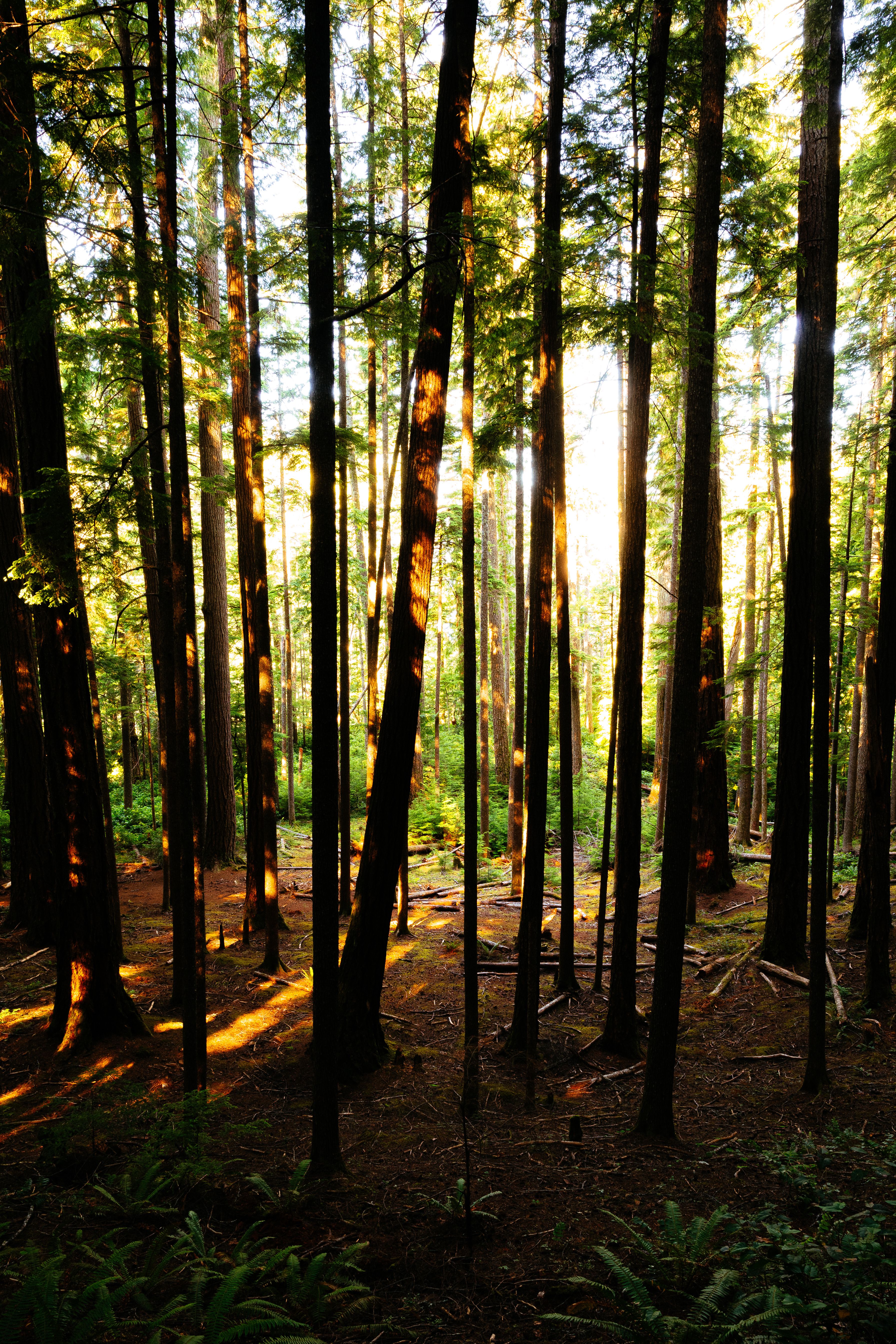 Tall Trees in Deep Forest · Free Stock Photo