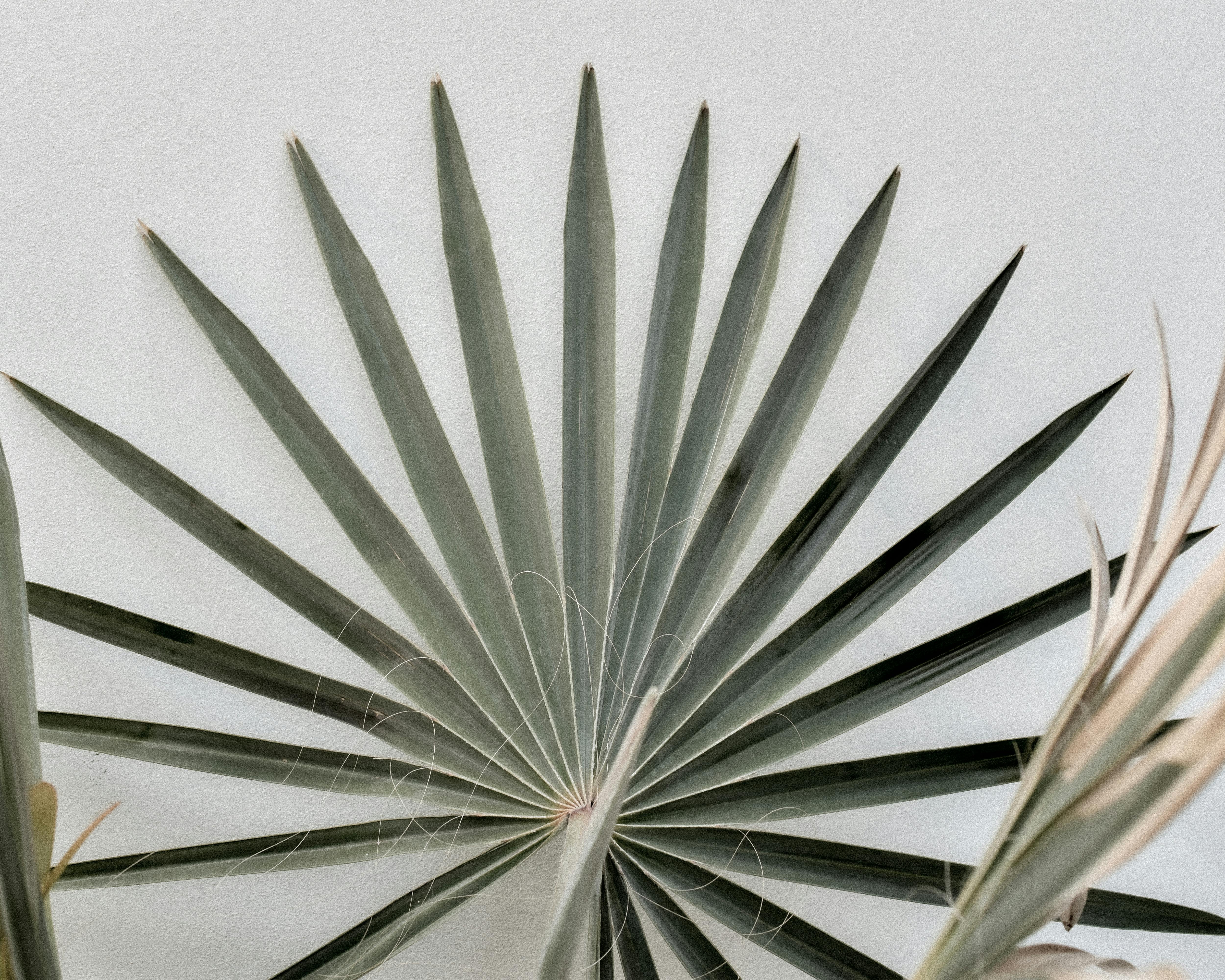 Sharp Fan Photos, Download The BEST Free Sharp Fan Stock Photos & HD Images