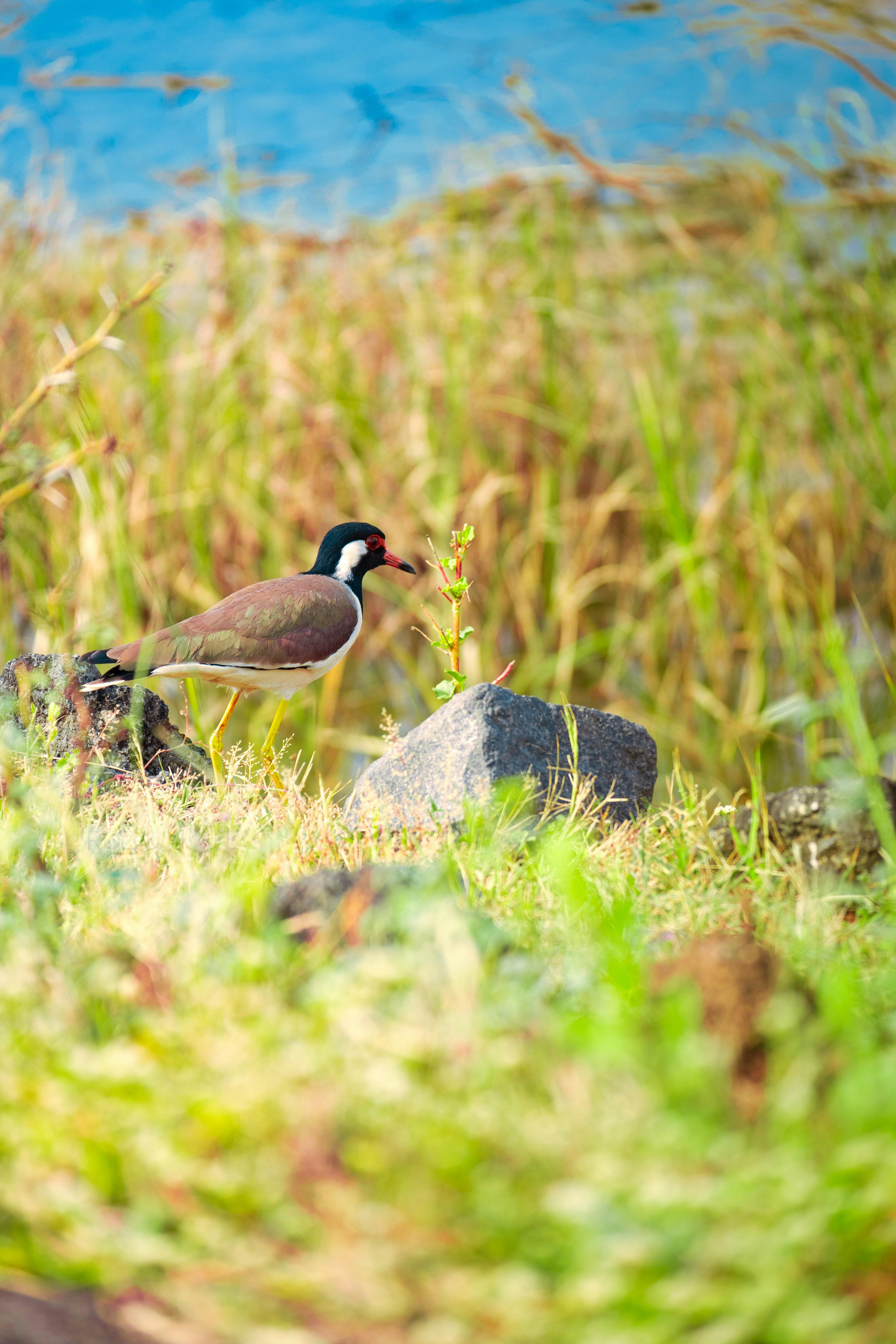 Umesh Patel - Fotografía