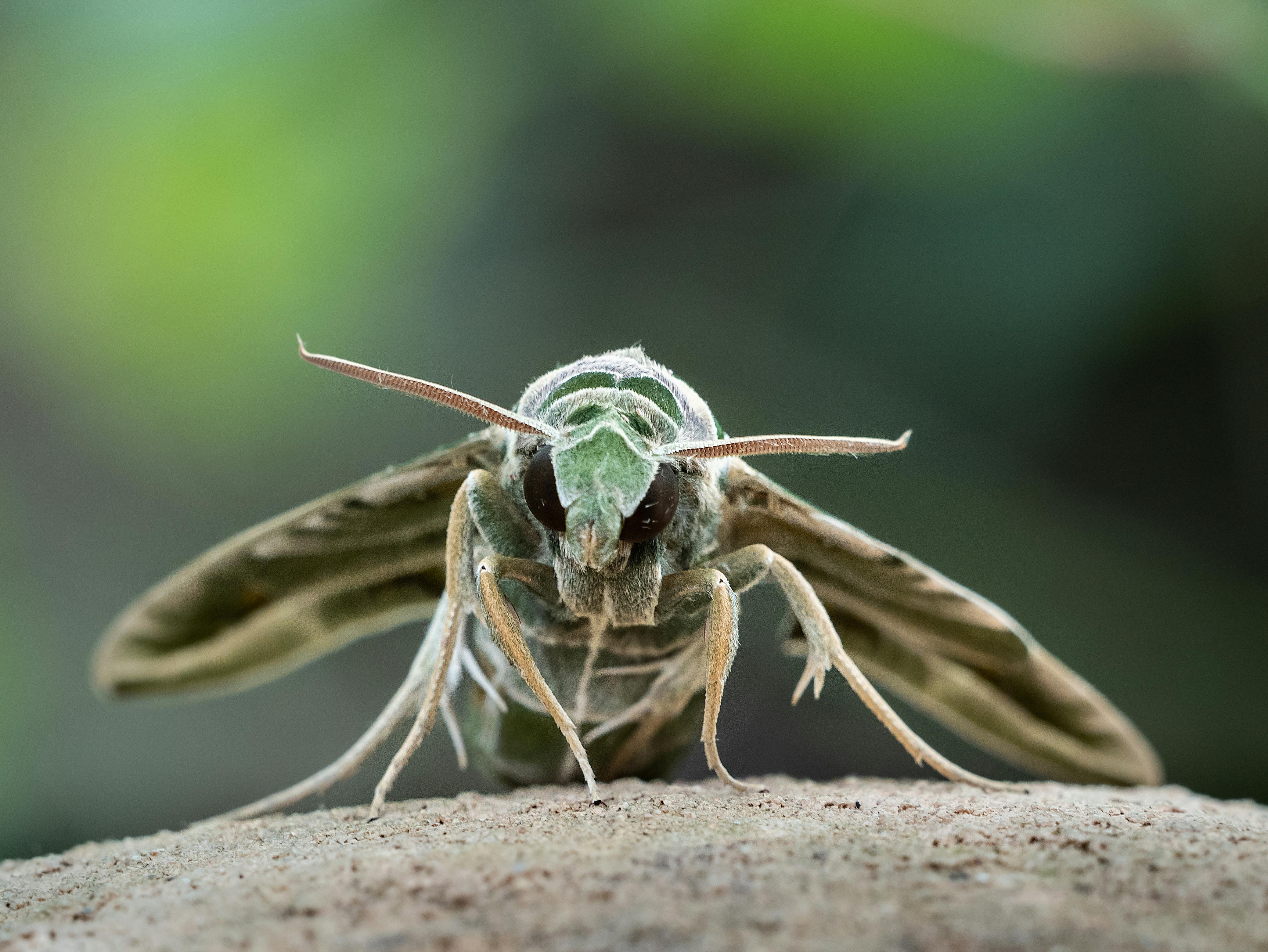 Oleander Hawk Moth · Free Stock Photo