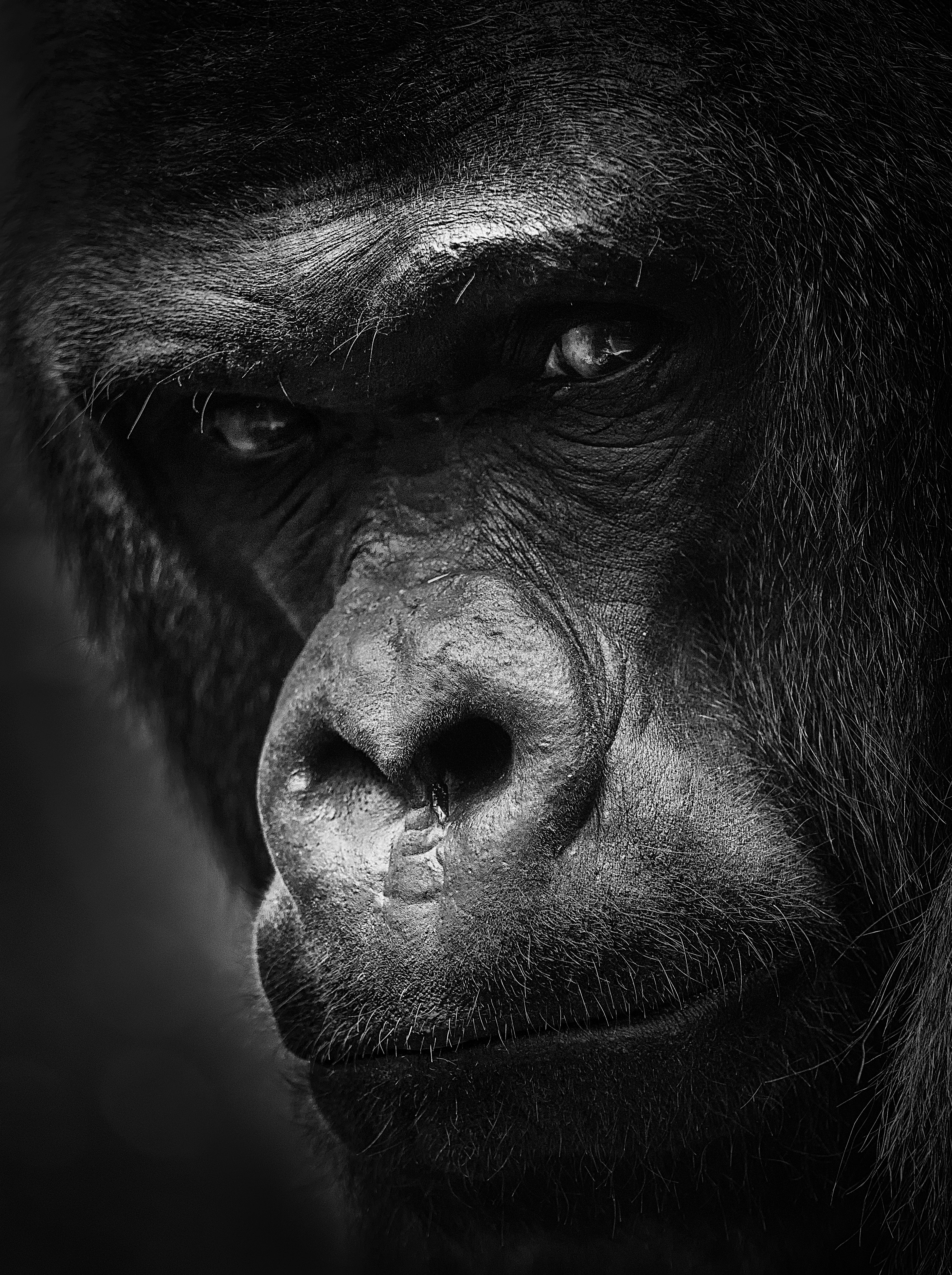 Head of Gorilla · Free Stock Photo