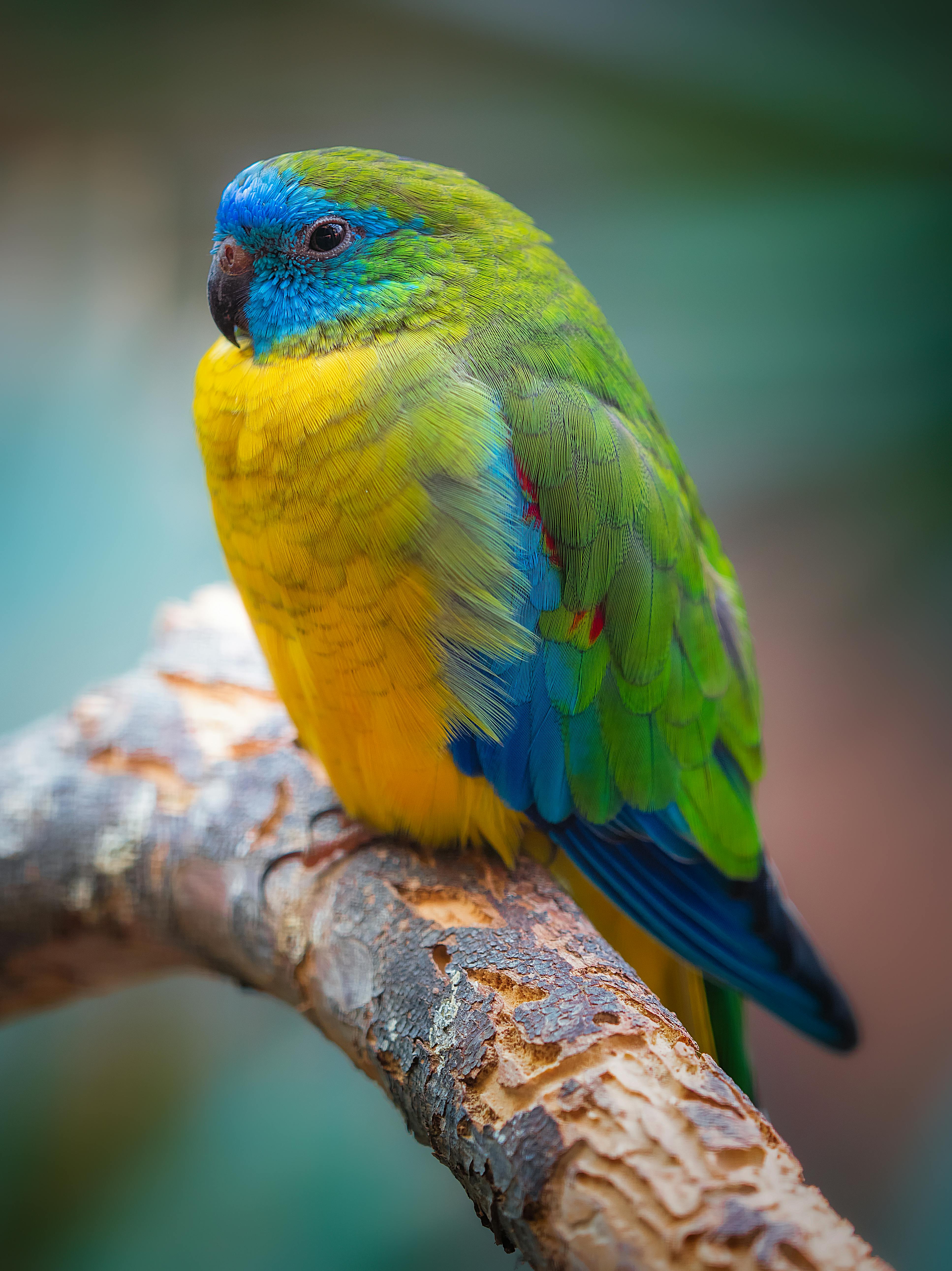 Turquoise Parrot in Nature · Free Stock Photo