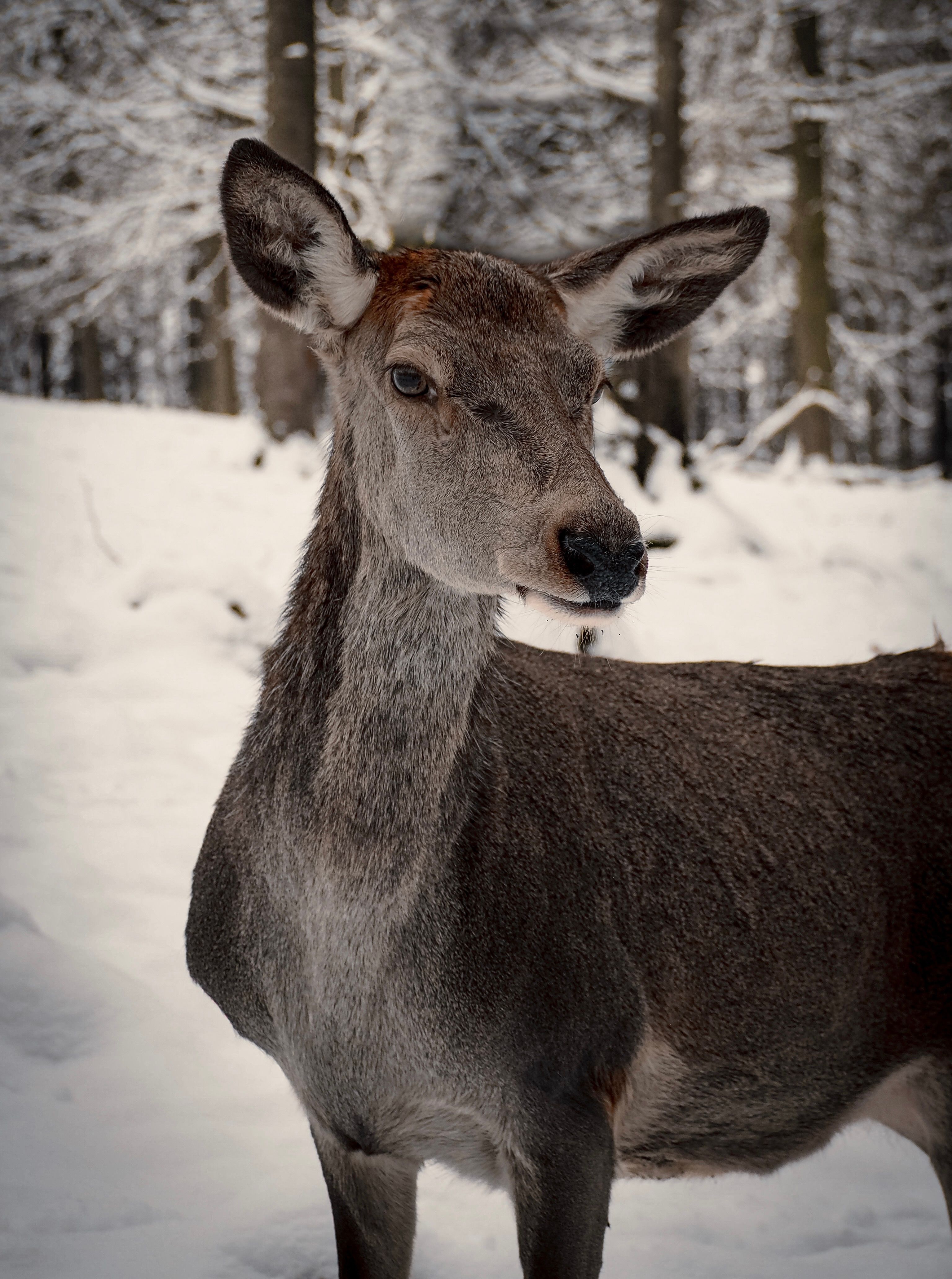 Wild Nature Photos, Download The BEST Free Wild Nature Stock Photos ...