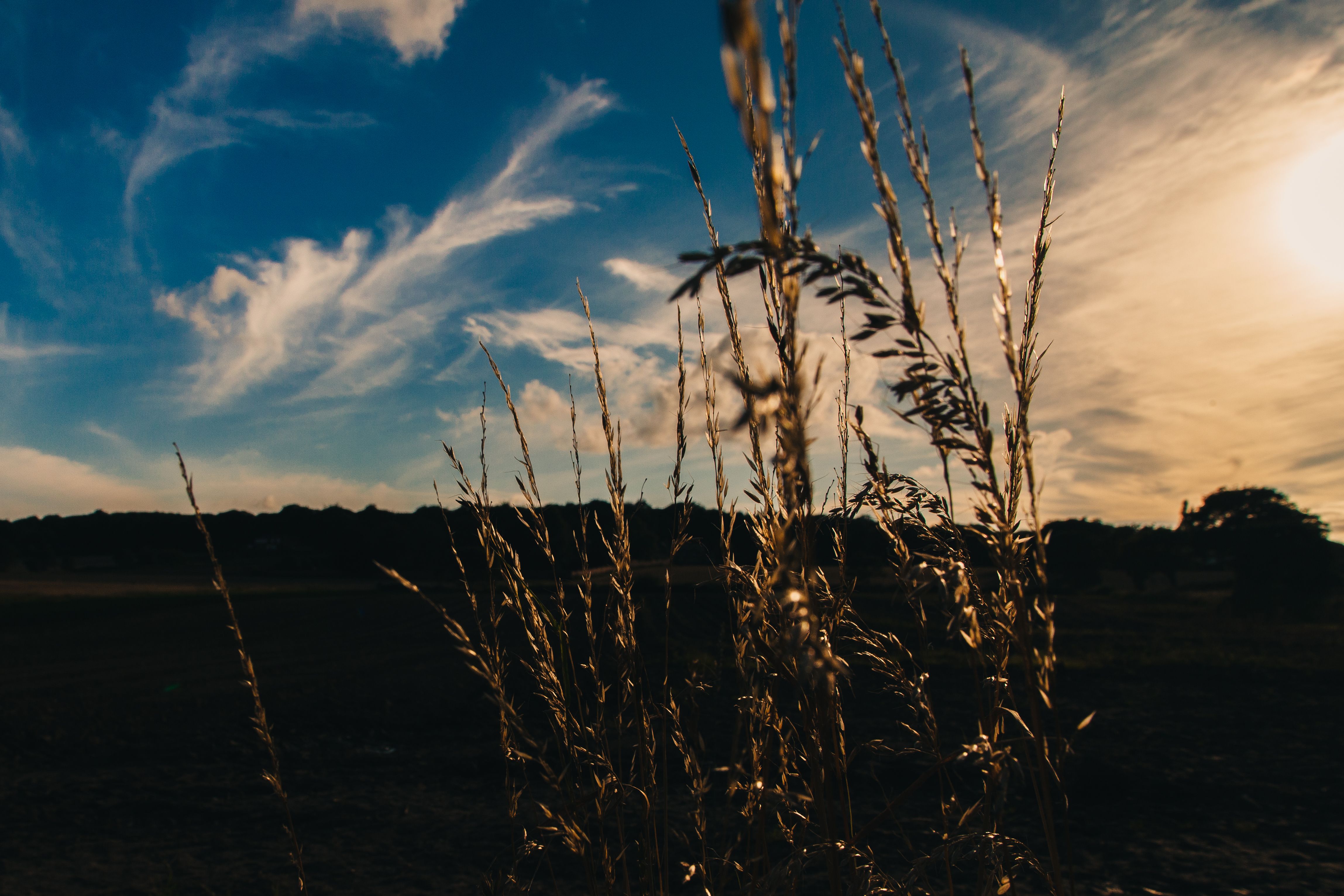 Wheat Grains during Sunset · Free Stock Photo
