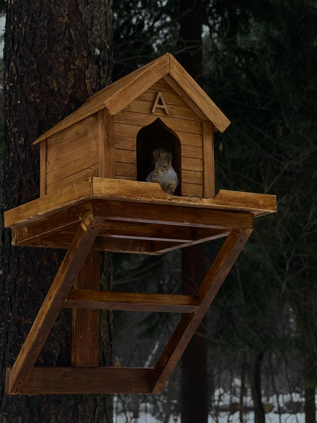 Squirrel On House Photos, Download The BEST Free Squirrel On House ...
