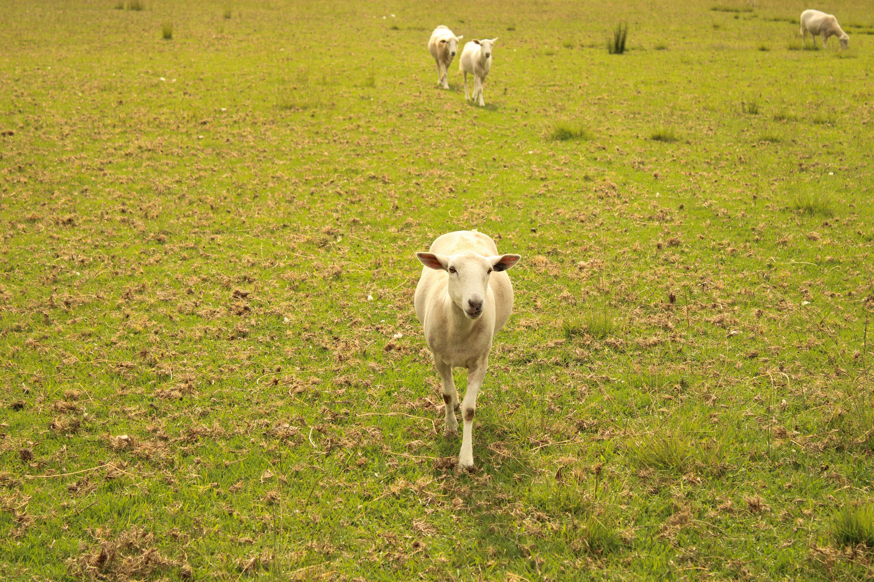 Back View Photo of Shepherd Walking His Flock of Sheep in Grass Field ...