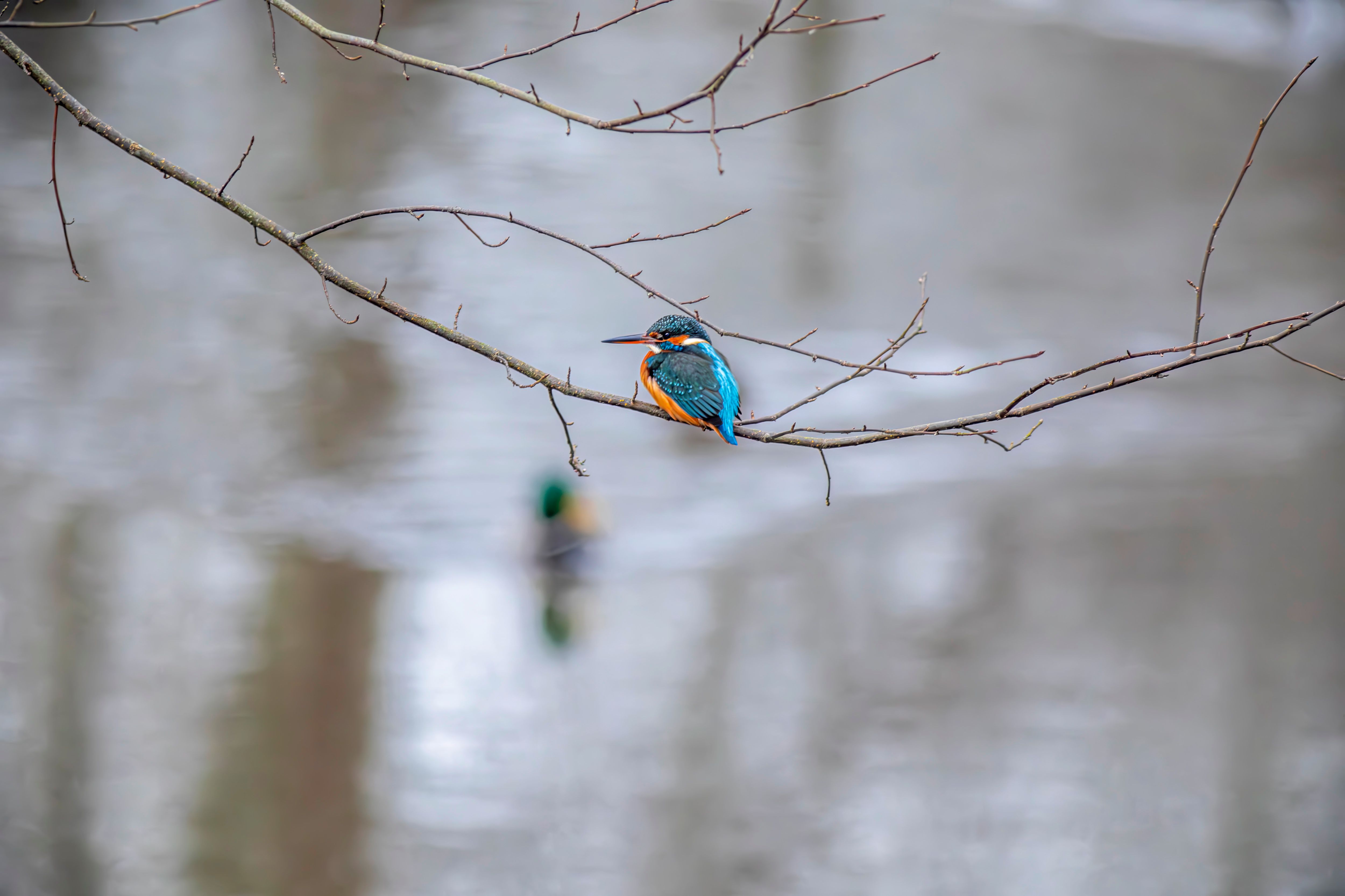 A bird sitting on a branch in a pond · Free Stock Photo
